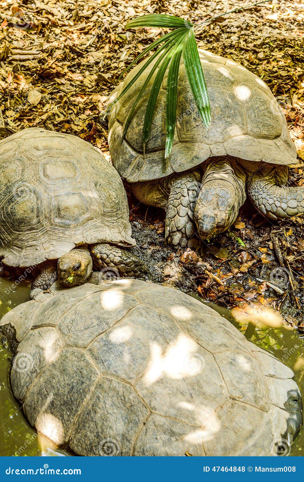 Turtle stock photo. Image of reptile, tortoise, turtle - 47464848