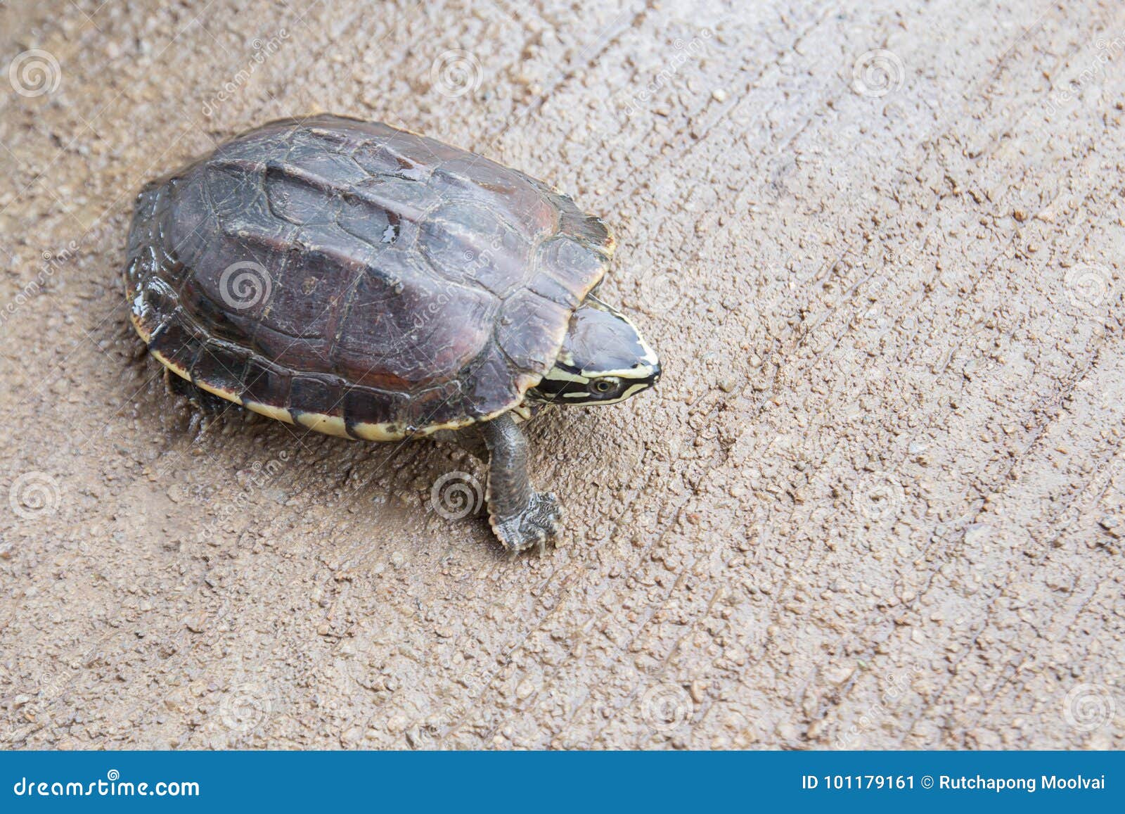 Turtle on the ground stock image. Image of nature, turtle - 101179161