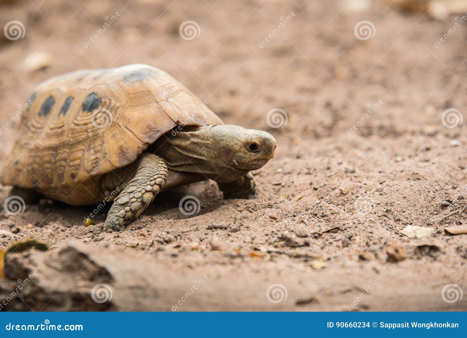 Turtle on ground in nature stock photo. Image of nature - 90660234