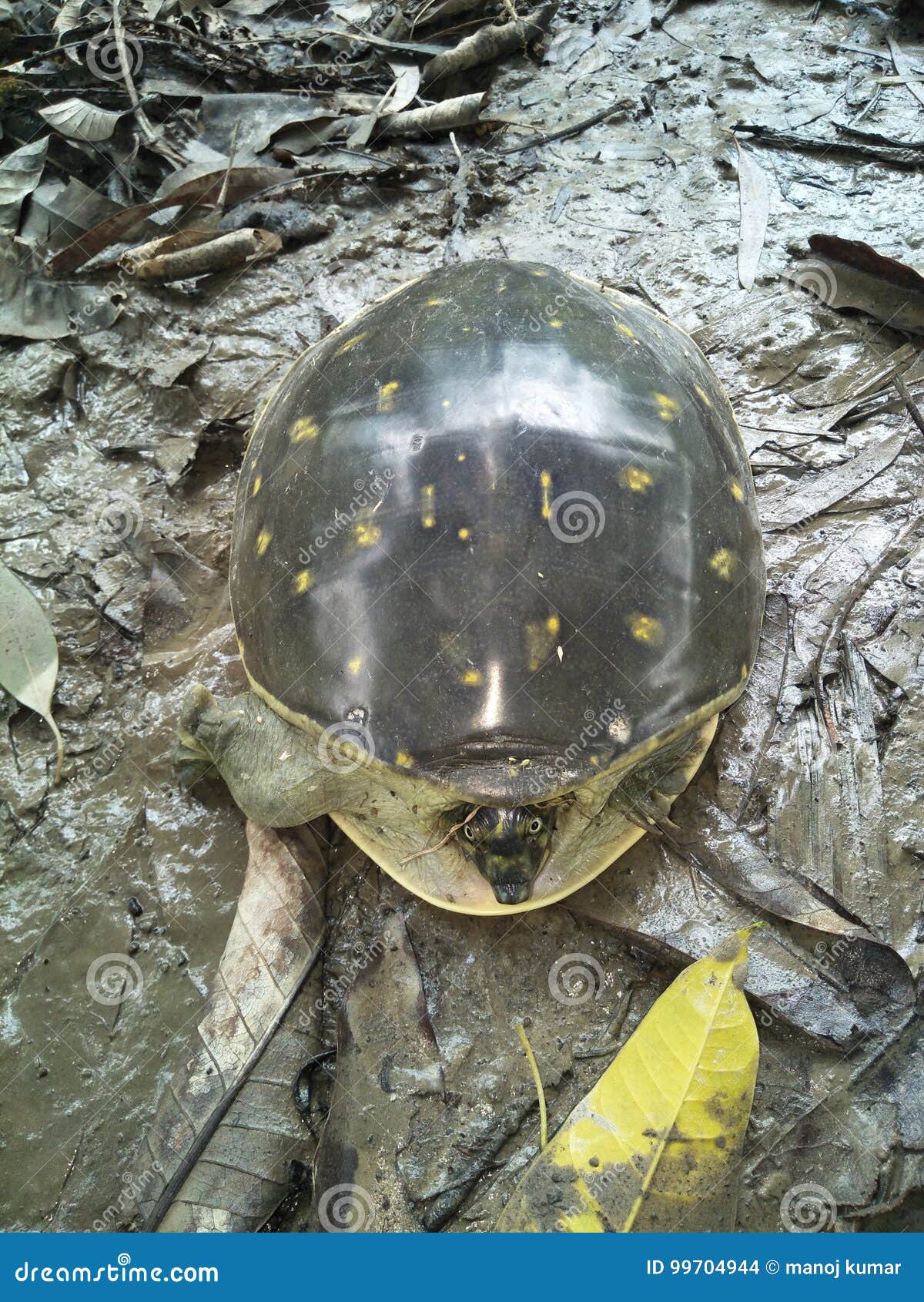 Turtle stock photo. Image of beautiful, turtle, nature - 99704944