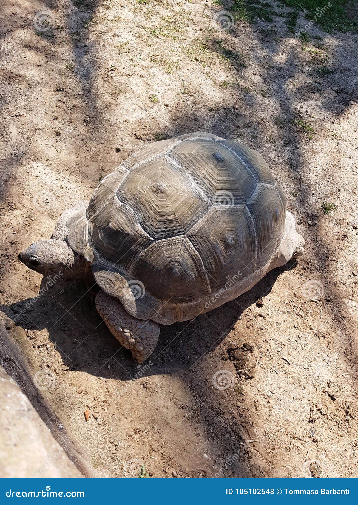 Turtle on the ground stock photo. Image of grass, nature - 105102548
