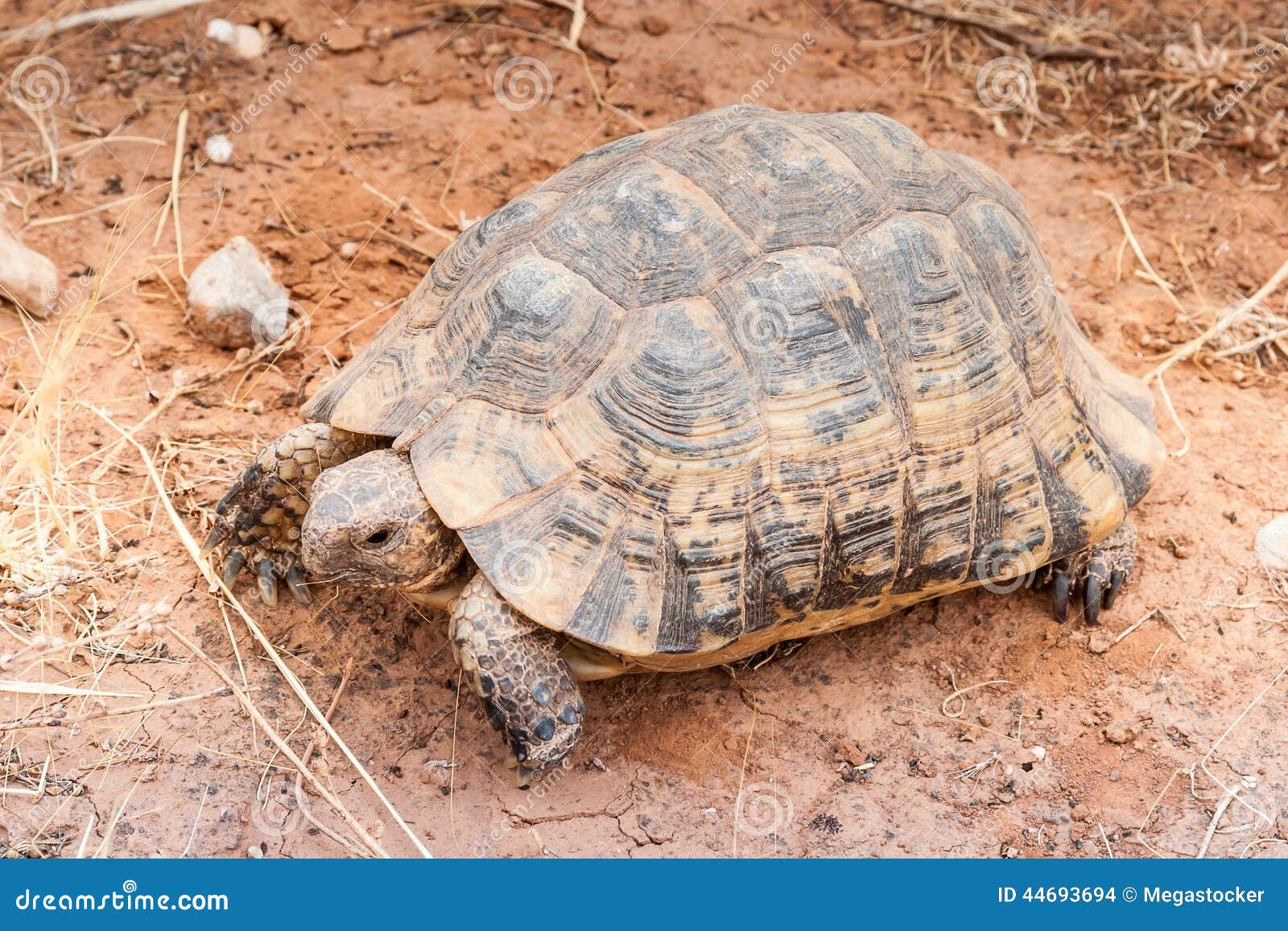 Turtle on the ground stock photo. Image of slow, wild - 44693694