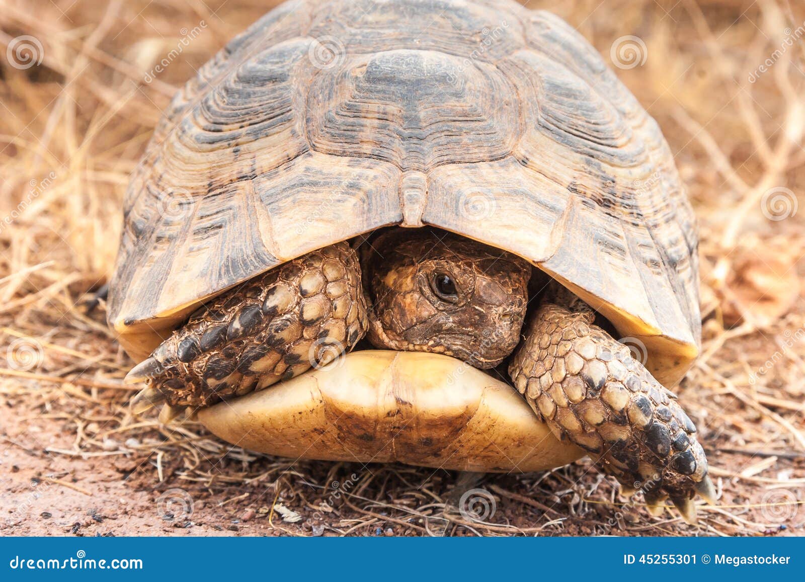 Turtle on the ground stock image. Image of daytime, animals - 45255301