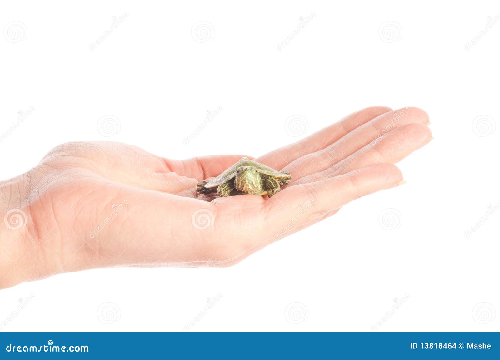 Turtle in a hand stock photo. Image of species, moving - 13818464