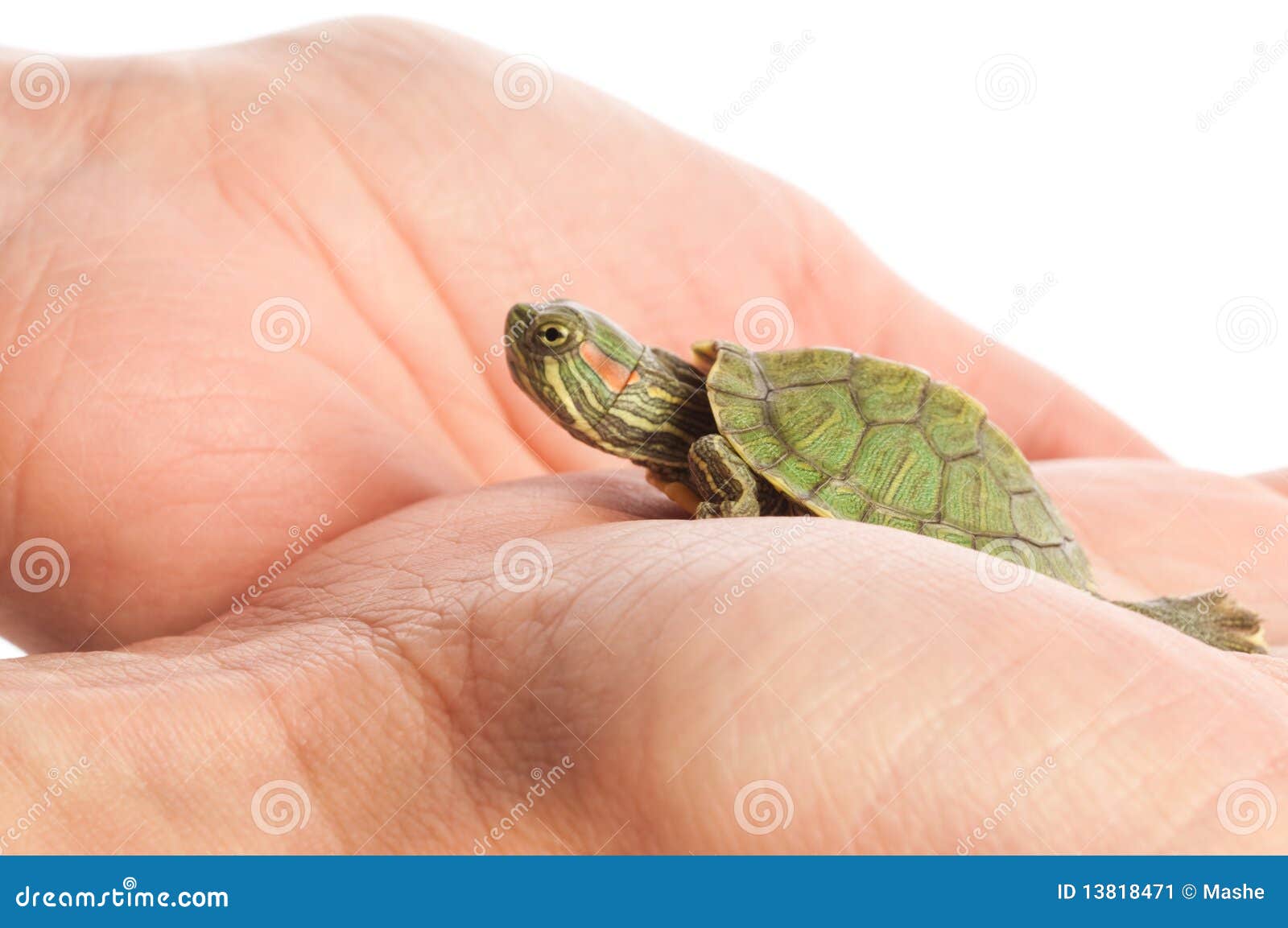 Turtle in a hand stock image. Image of profile, reptile - 13818471