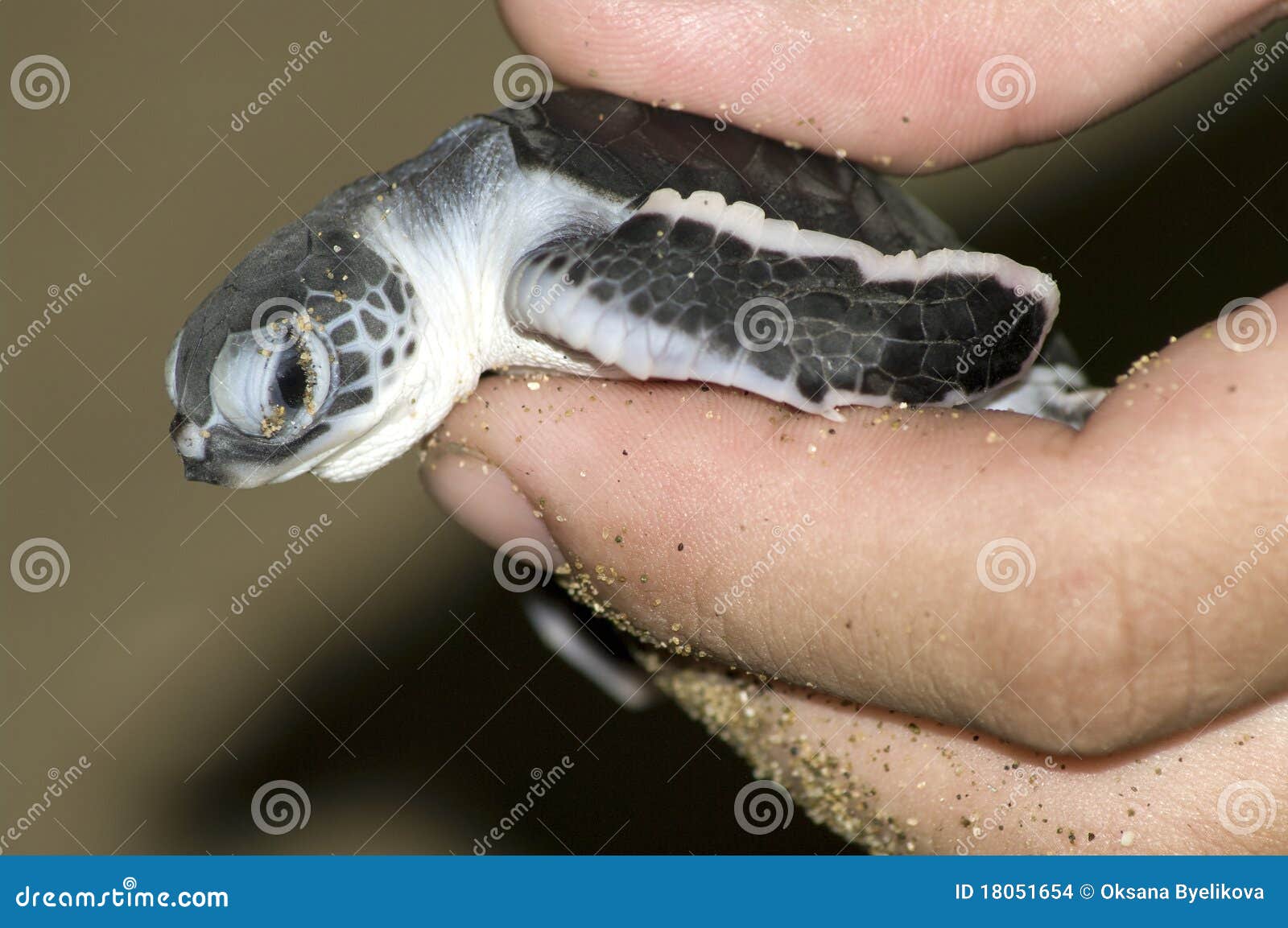 Turtle in hand. stock photo. Image of scute, reptile - 18051654