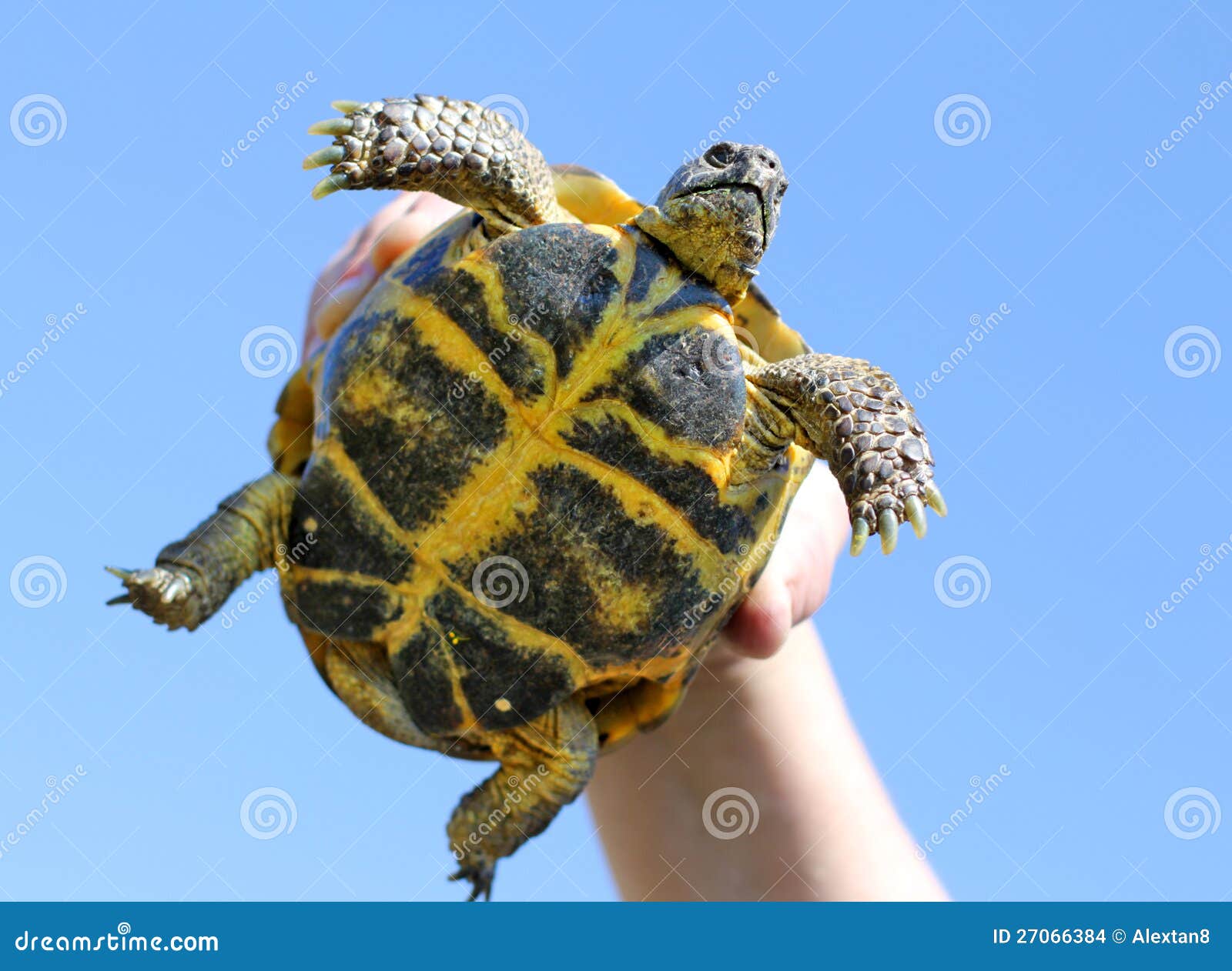 Turtle in hand stock photo. Image of animal, protection - 27066384