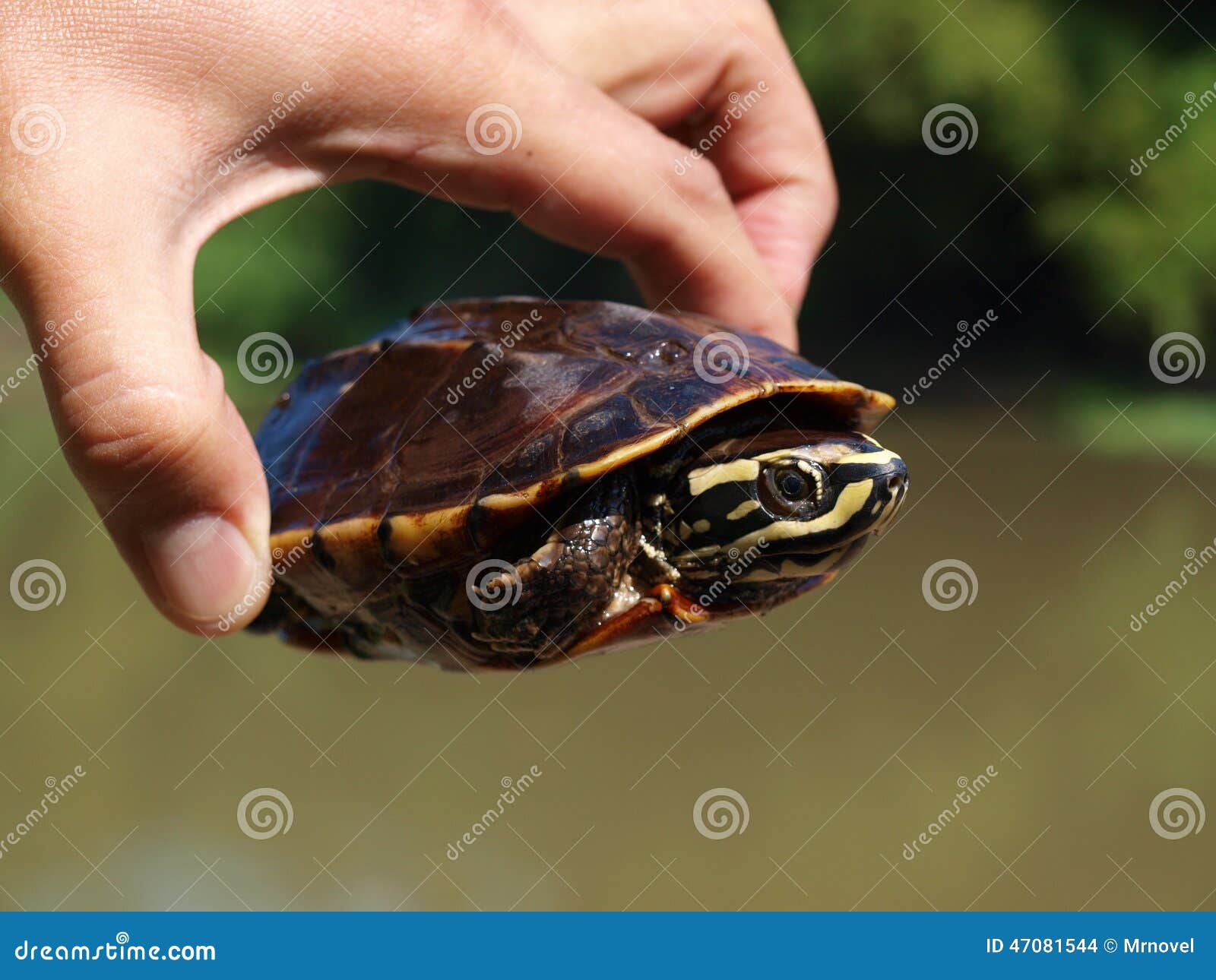 Turtle stock photo. Image of protect, shell, nature, river - 47081544
