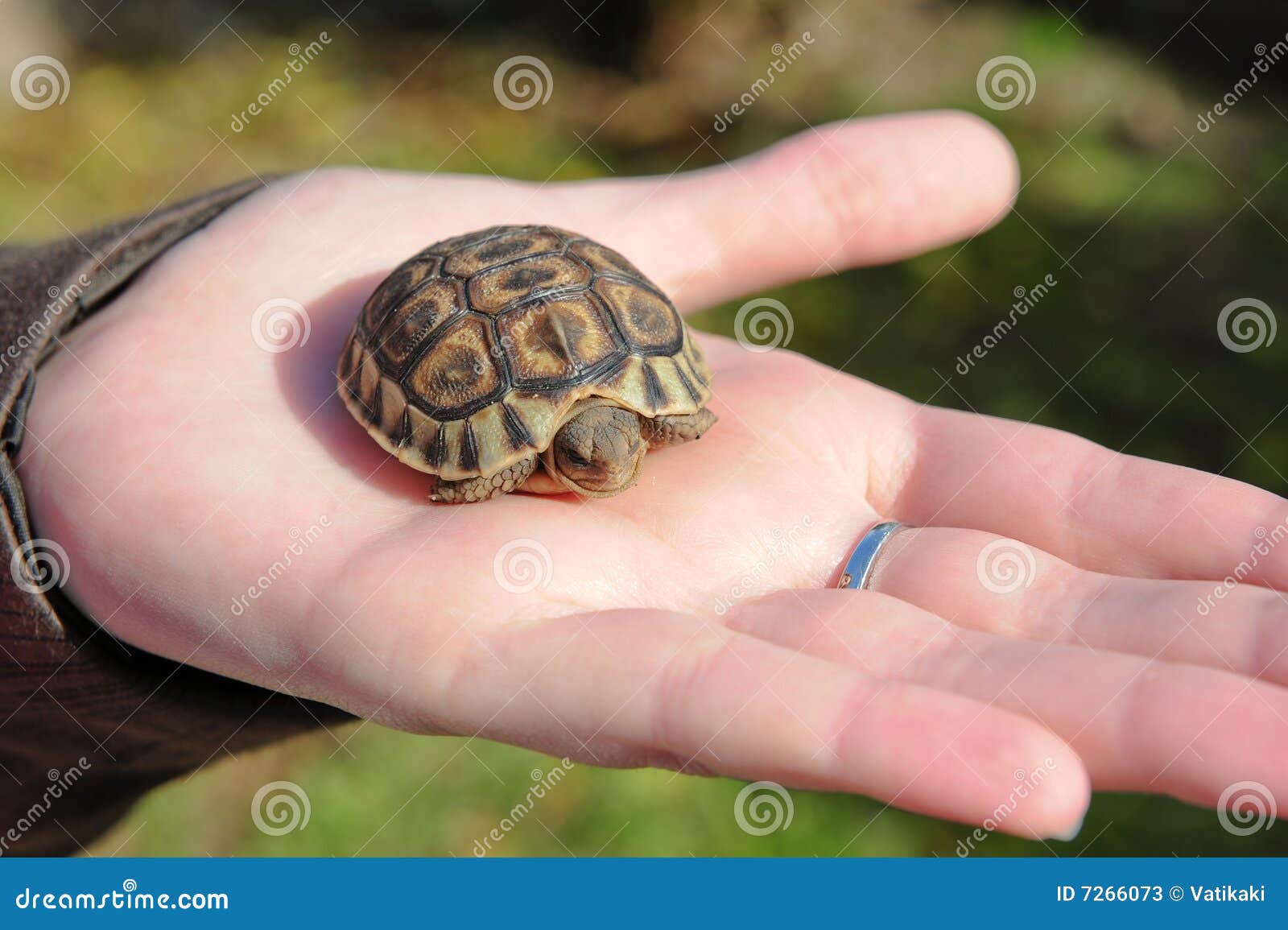 Turtle in hand stock image. Image of animal, hold, reptile - 7266073