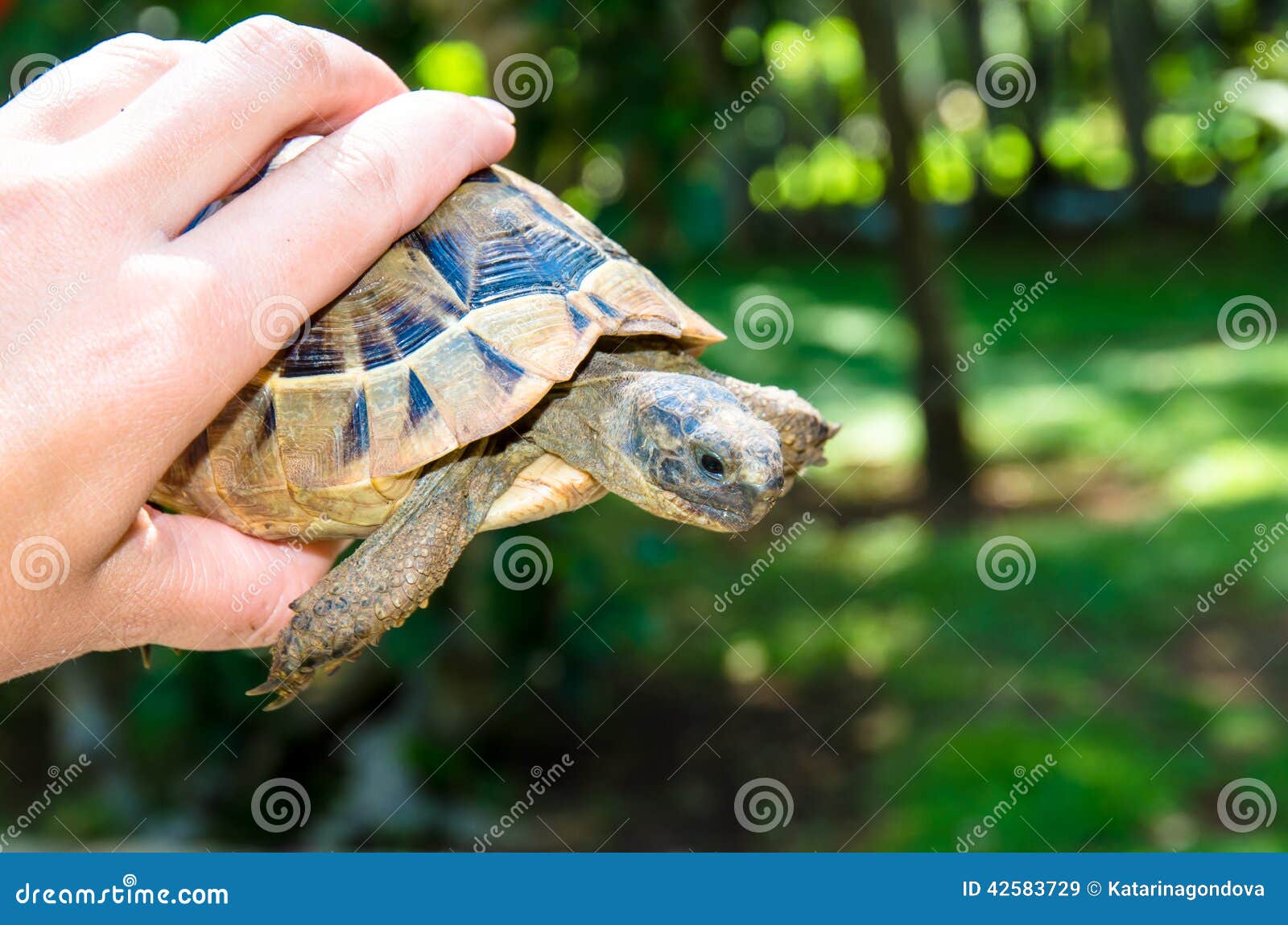 Turtle in hand stock image. Image of slow, hold, nature - 42583729