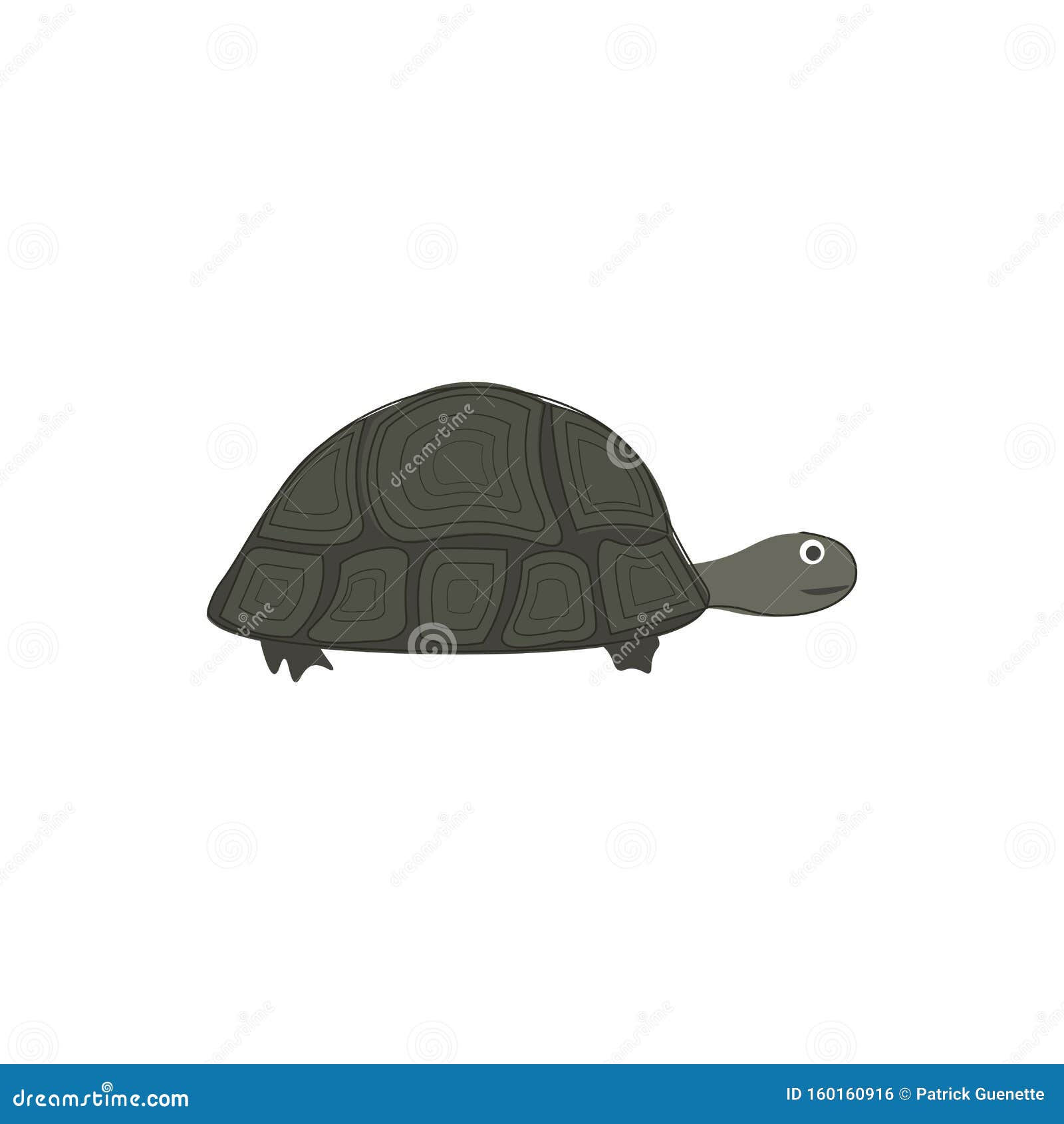Turtle Hand Drawn Design, Illustration, Vector Stock Vector ...