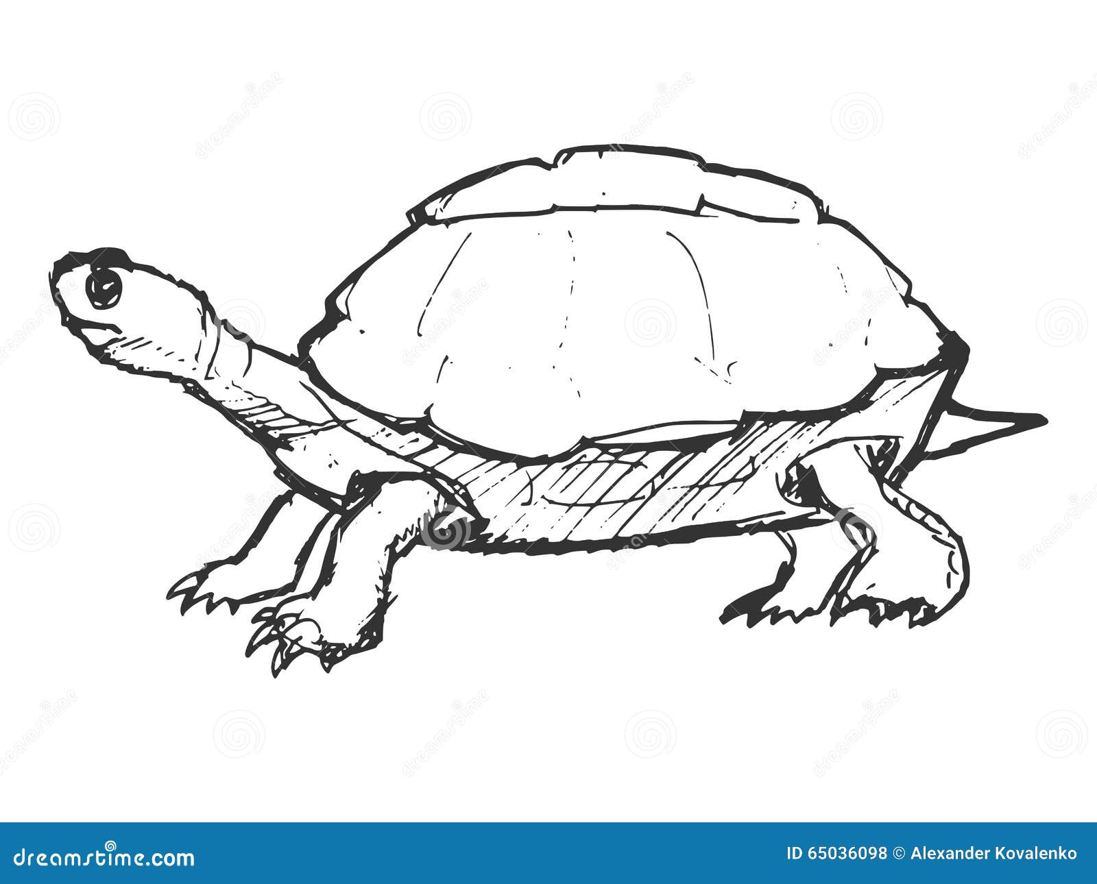 Turtle stock illustration. Illustration of grunge, aquatic - 65036098