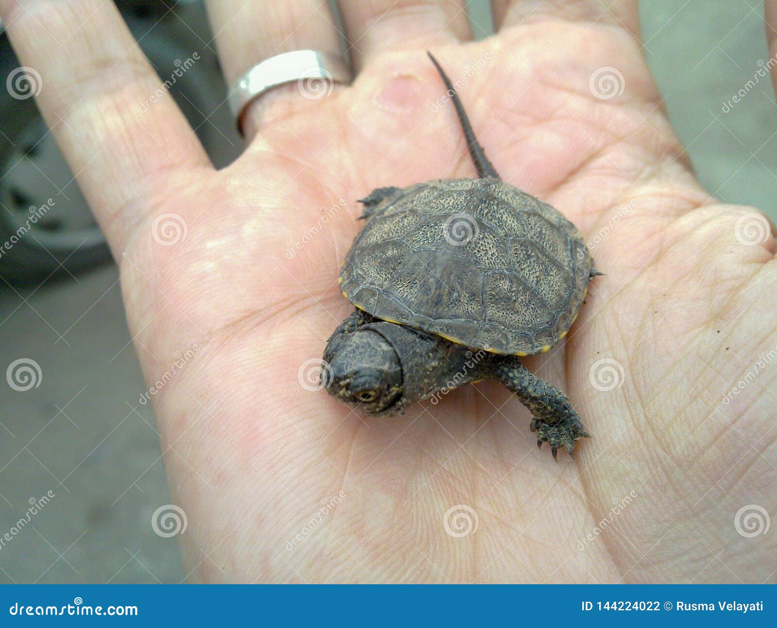 A Turtle on Hand, Iran, Gilan, Rasht Stock Photo - Image of turtle ...