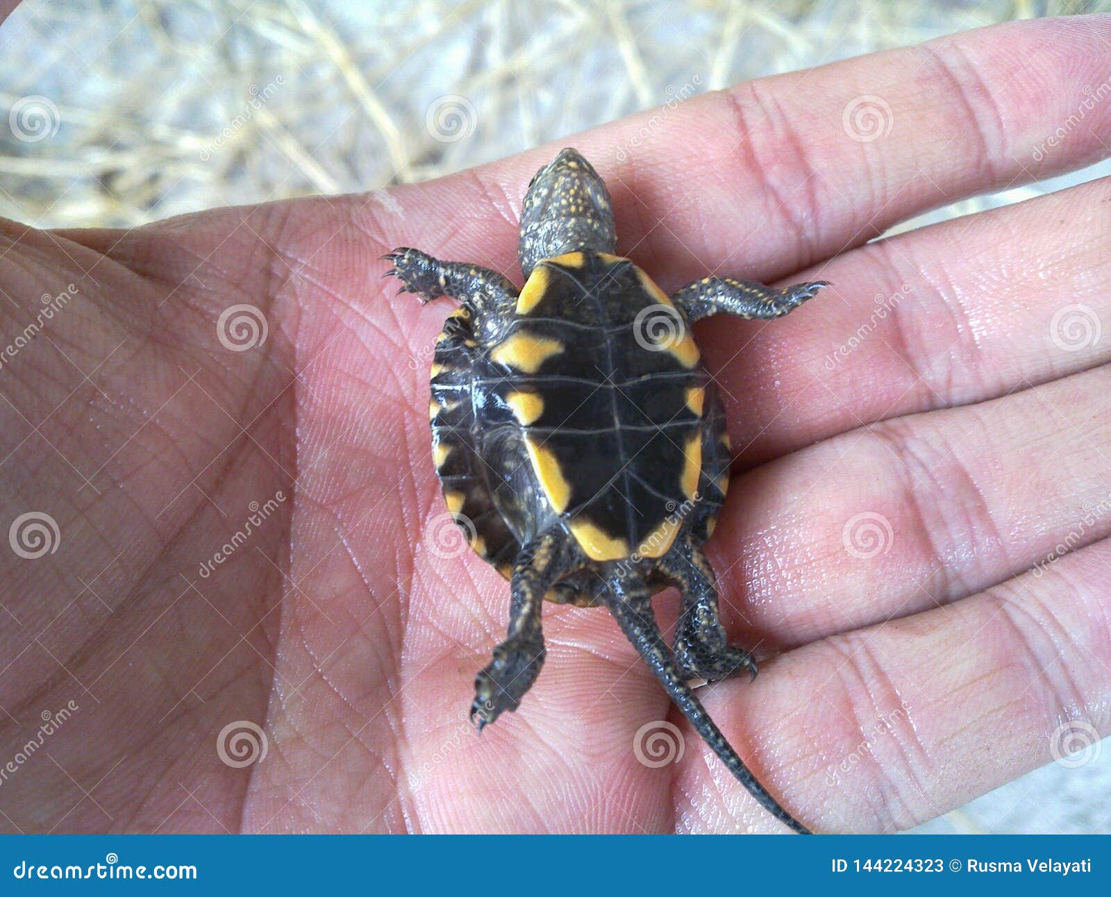 A Turtle on Hand, Iran, Gilan, Rasht Stock Image - Image of river ...