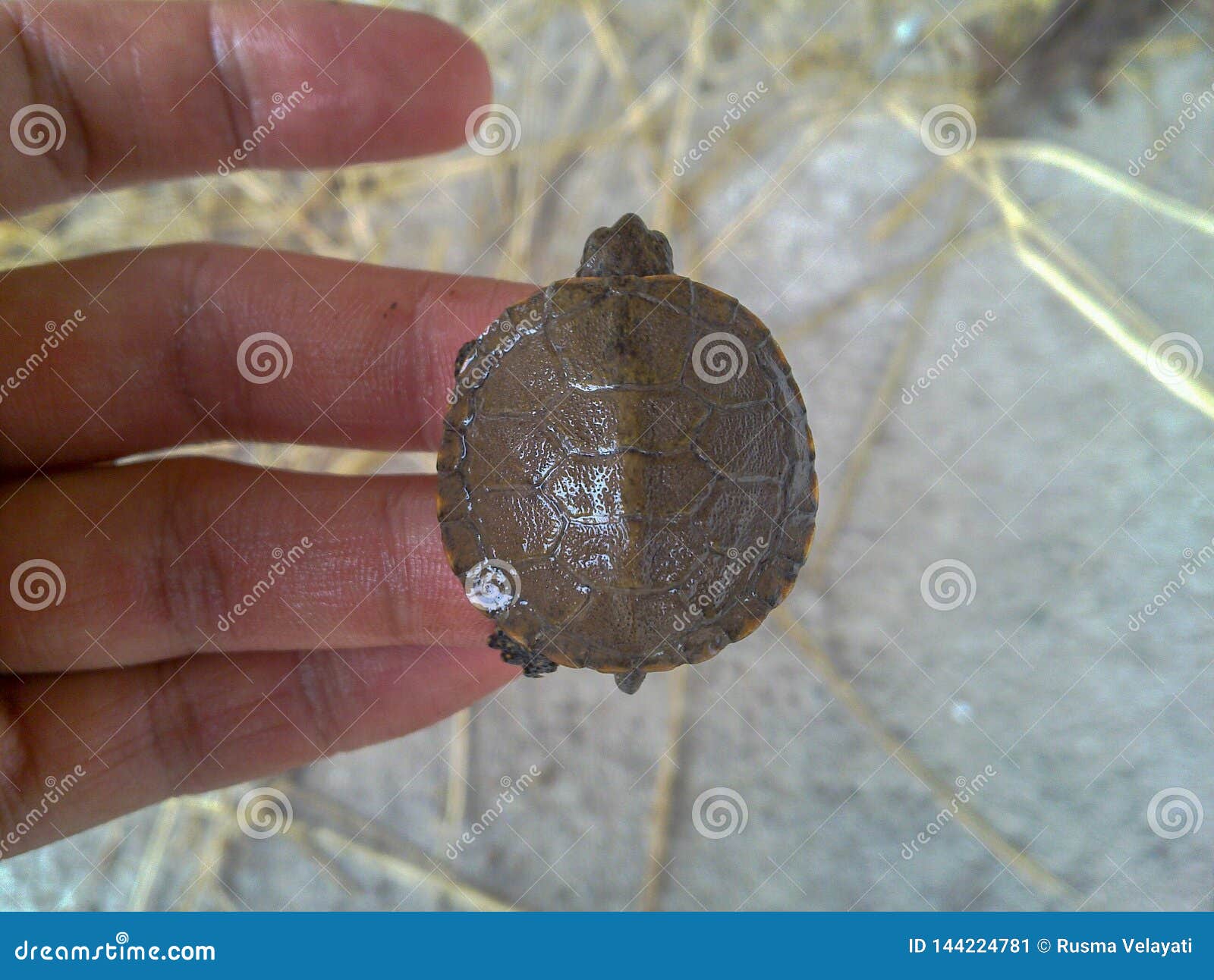 A Turtle on Hand, Iran, Gilan, Rasht Stock Image - Image of tail ...