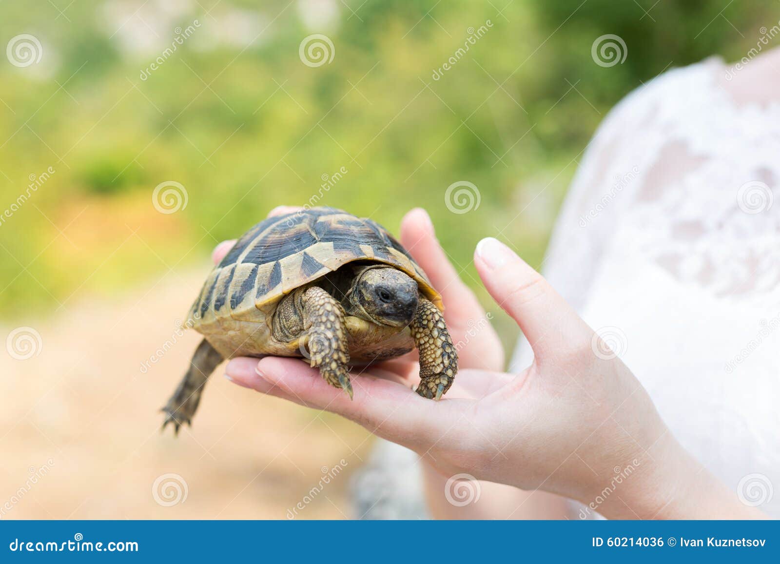 Turtle in hand - on palm stock photo. Image of armor - 60214036