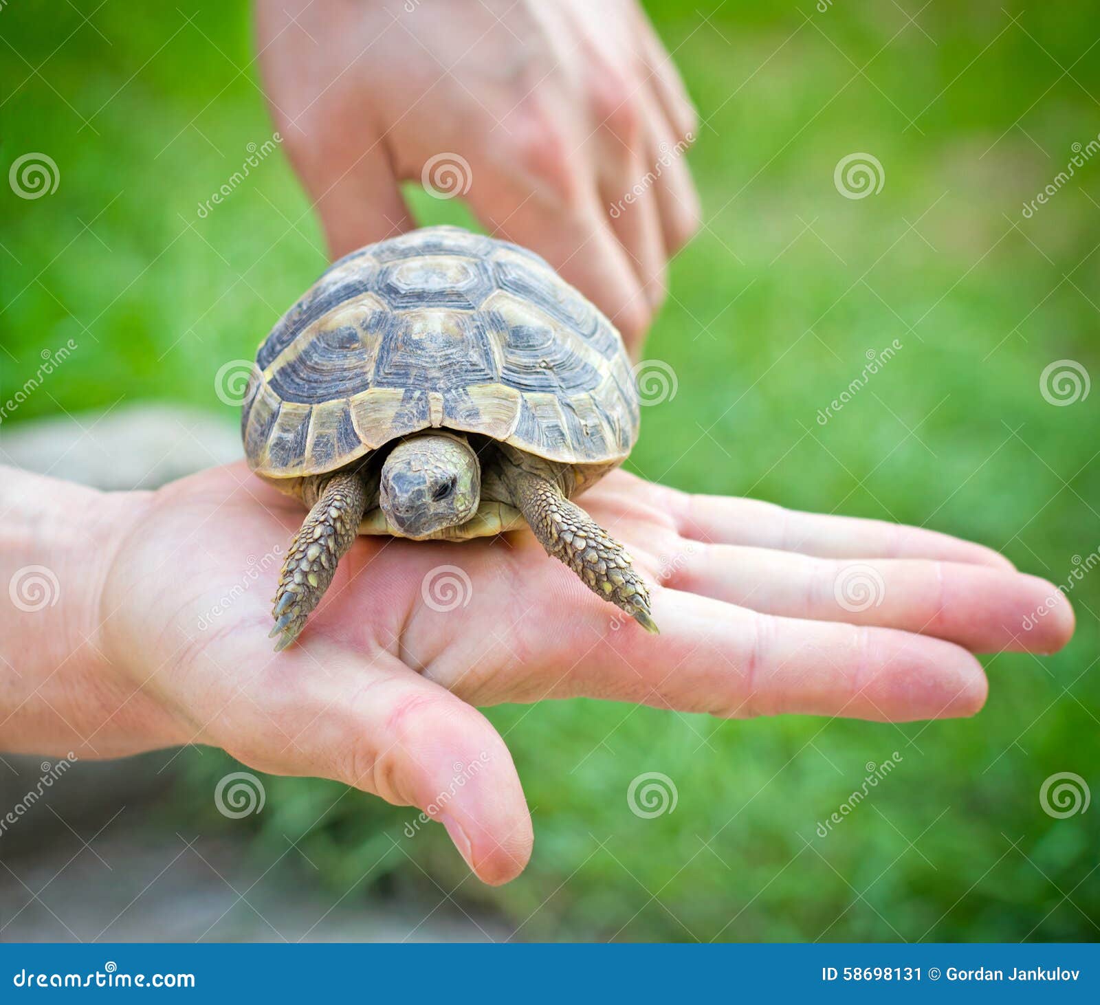 Turtle in hand - on palm stock image. Image of wild, slow - 58698131