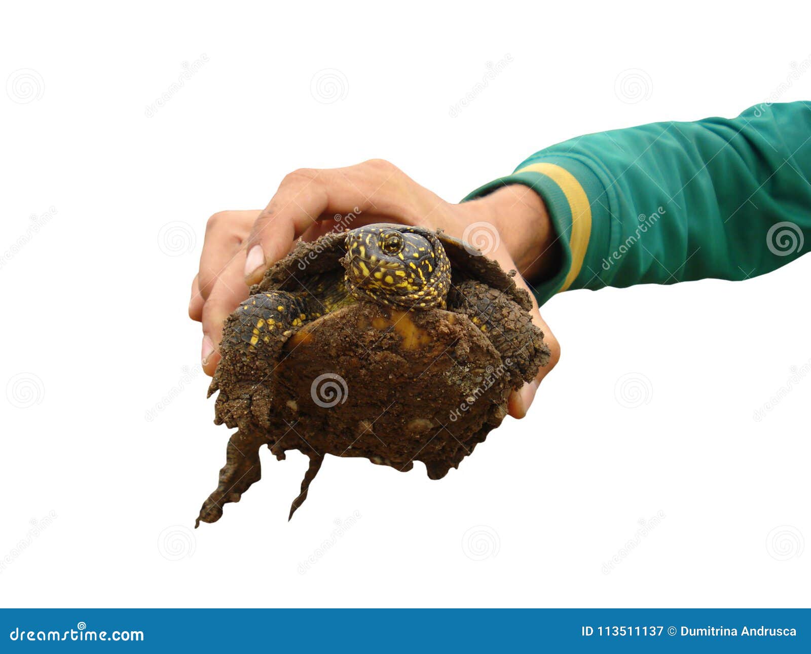 Turtle in a hand stock image. Image of natural, beautiful - 113511137