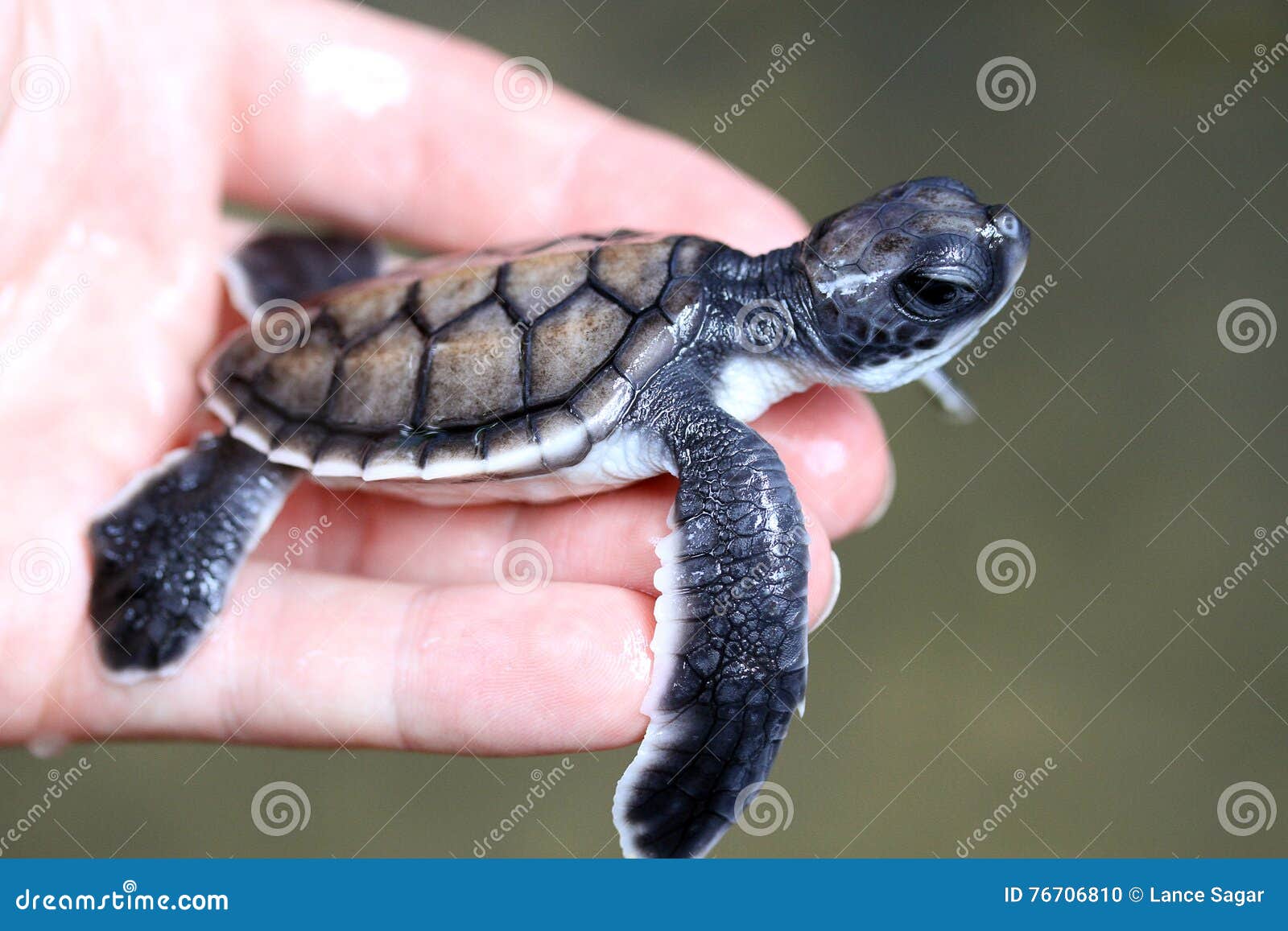 Turtle in Hand stock photo. Image of turtle, newborn - 76706810