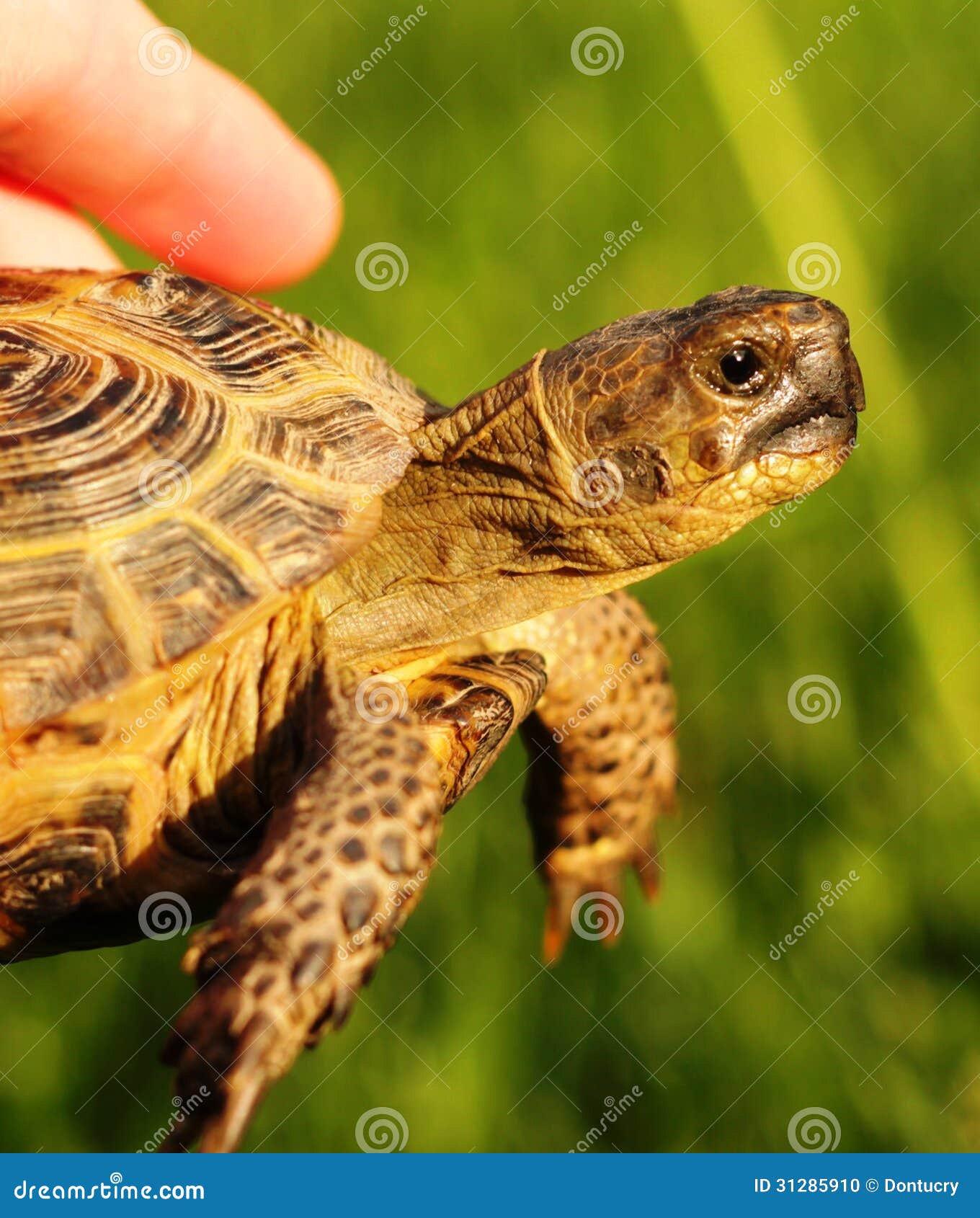 A Turtle stock photo. Image of reptiles, animals, turtle - 31285910