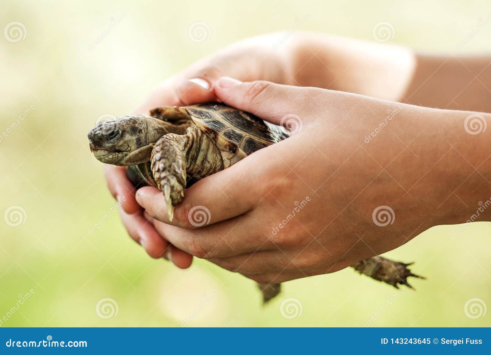 Turtle on the Hands of a Little Boy Stock Image - Image of face ...
