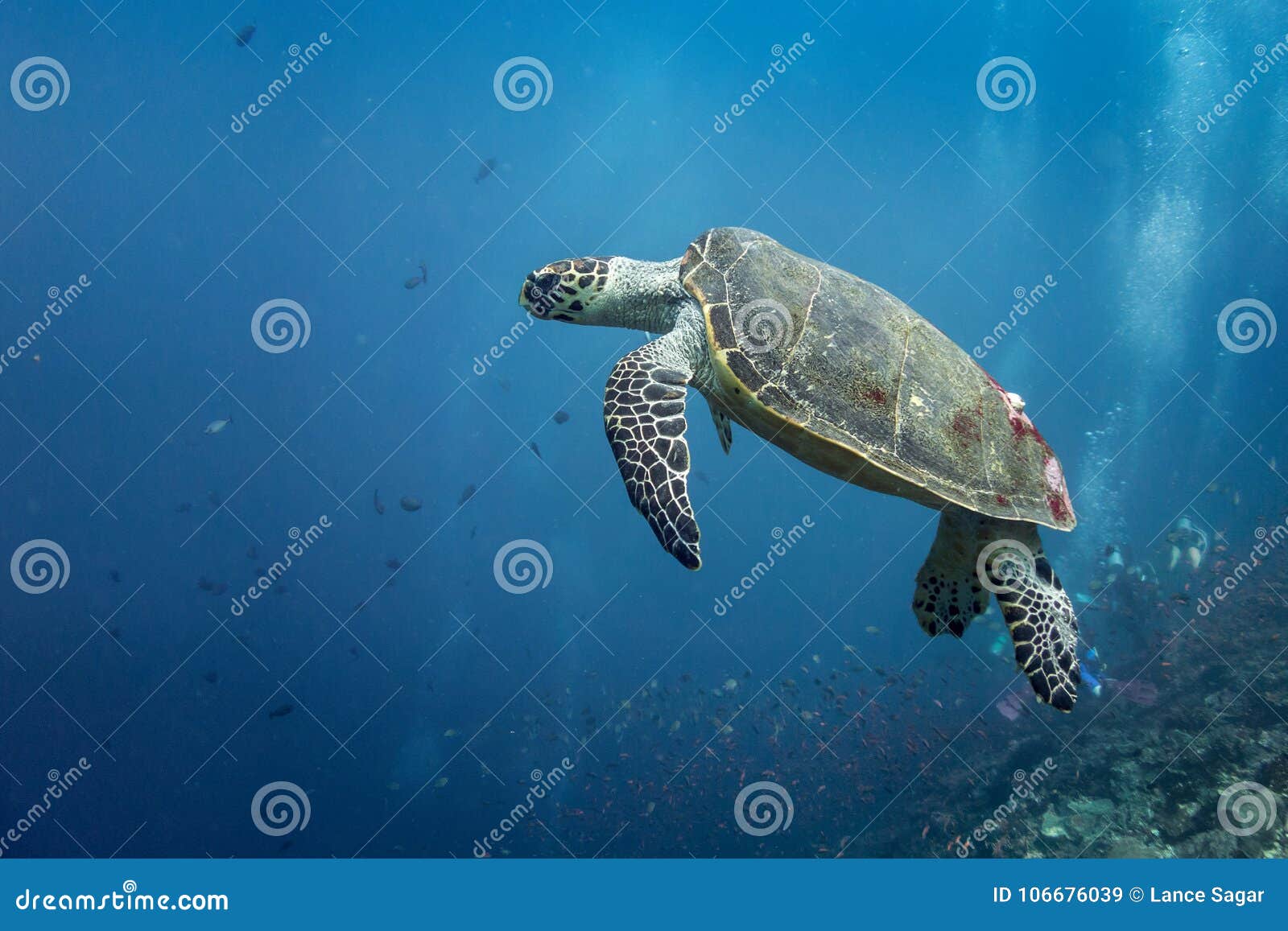 Turtle Hanging stock image. Image of nature, divers - 106676039