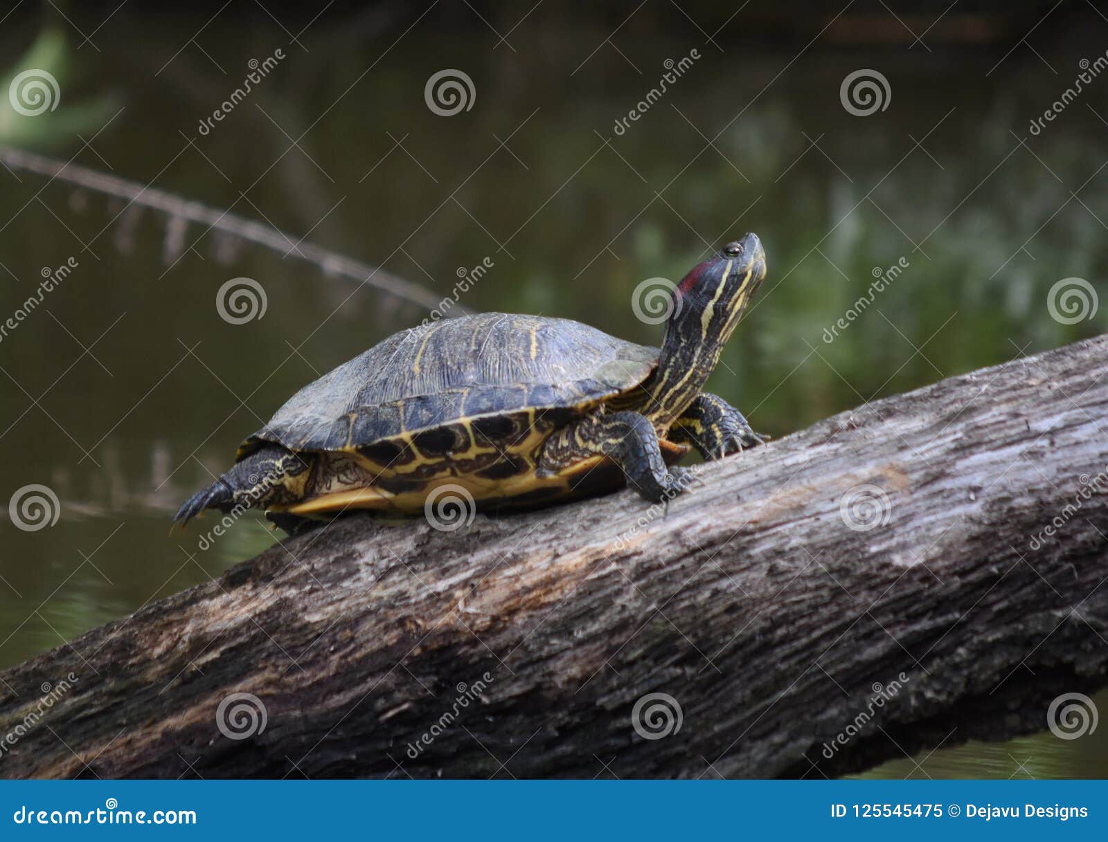 Hard Shelled Turtle on a Fallen Log Stock Image - Image of animal ...