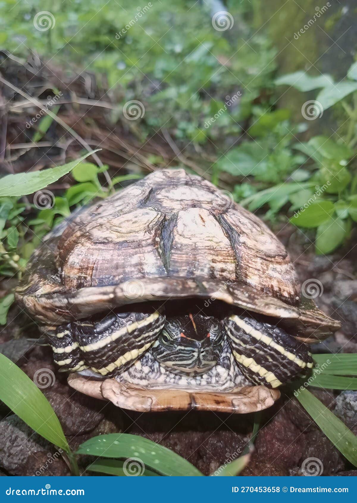 Turtle in a hard shell stock photo. Image of grass, shell - 270453658