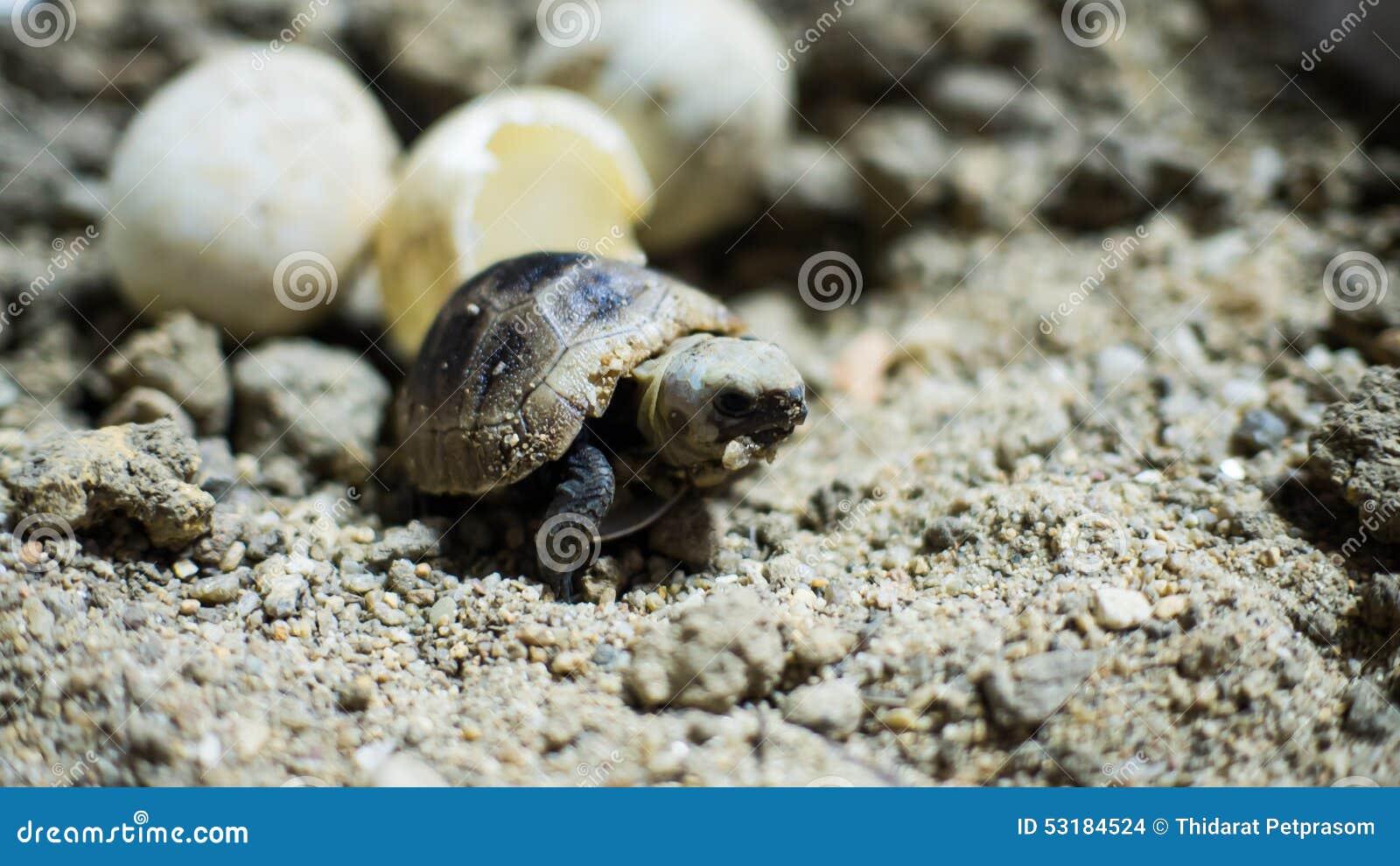Turtle hatching stock photo. Image of hatch, hatching - 53184524