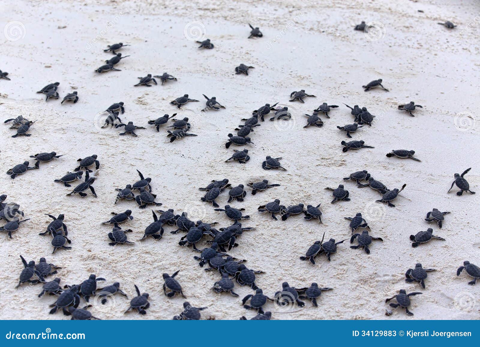 Turtle Hatchlings stock image. Image of birthday, cute - 34129883