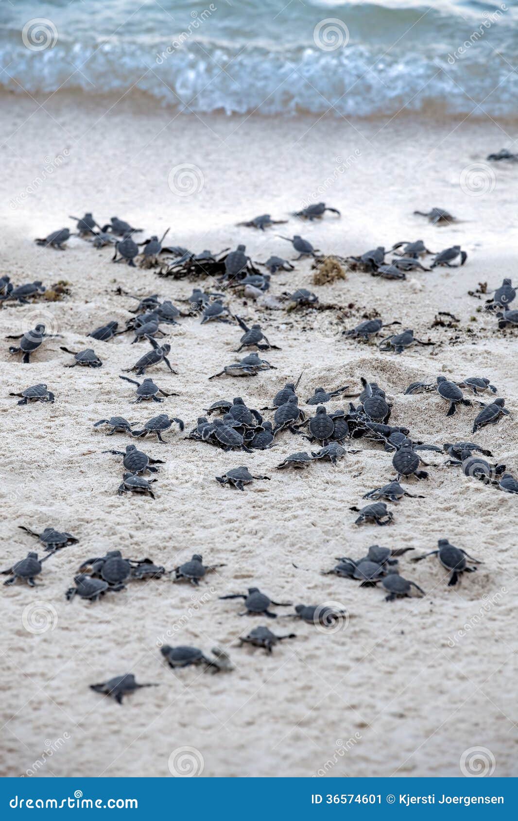 Turtle Hatchlings Royalty-Free Stock Photography | CartoonDealer.com ...