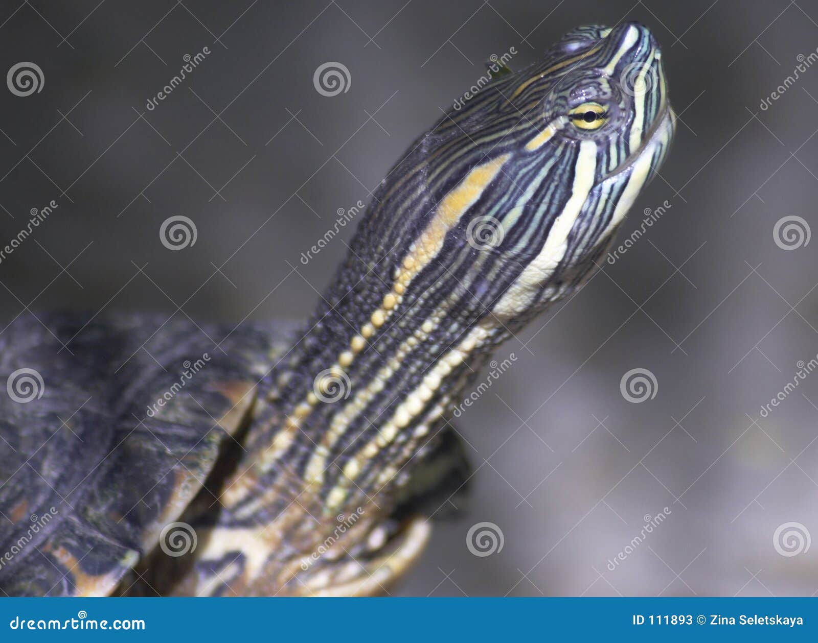 Turtle head stock image. Image of tortuga, wild, ocean - 111893