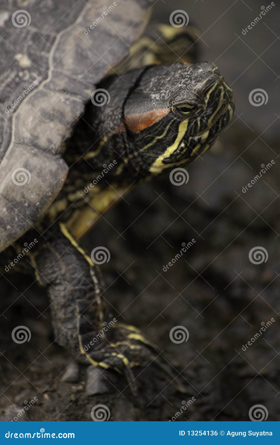 Turtle head stock photo. Image of turtle, wild, crawl - 13254136