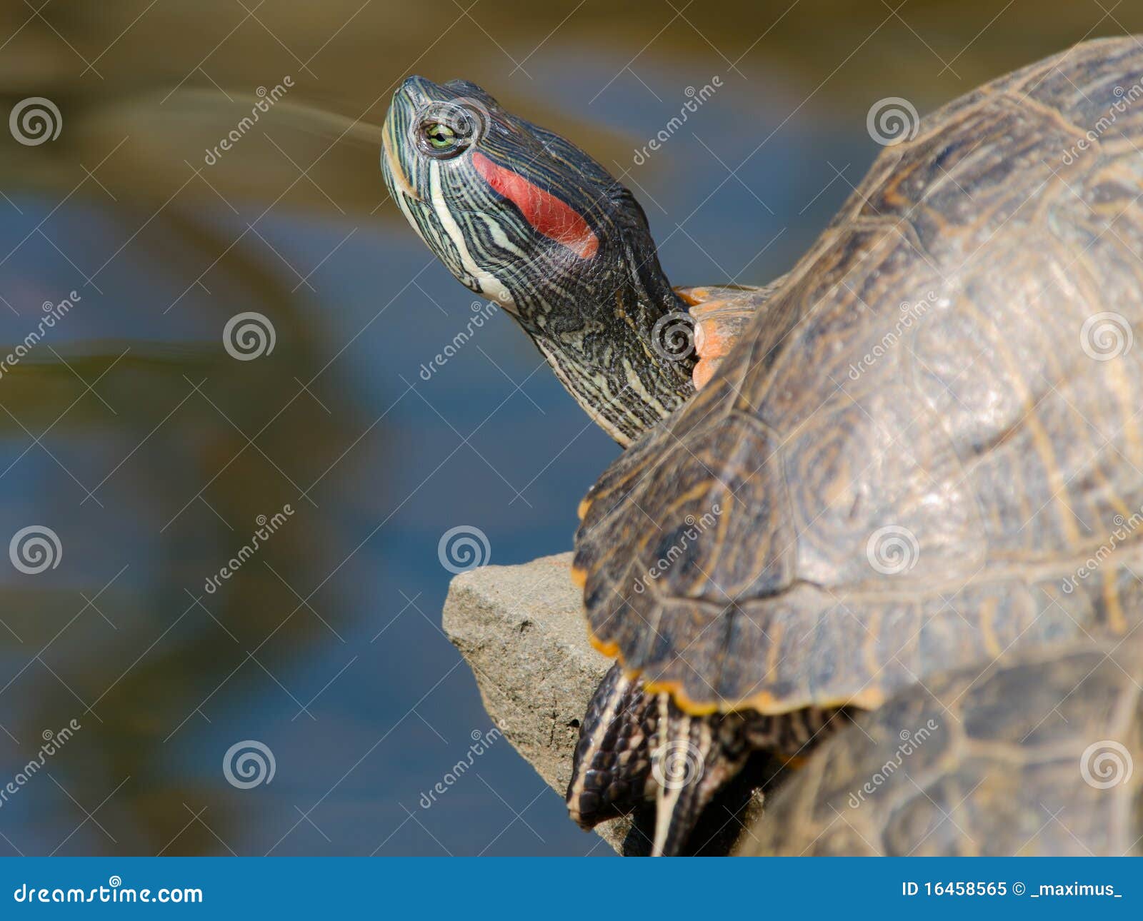 Turtle head stock image. Image of vertebrate, animal - 16458565