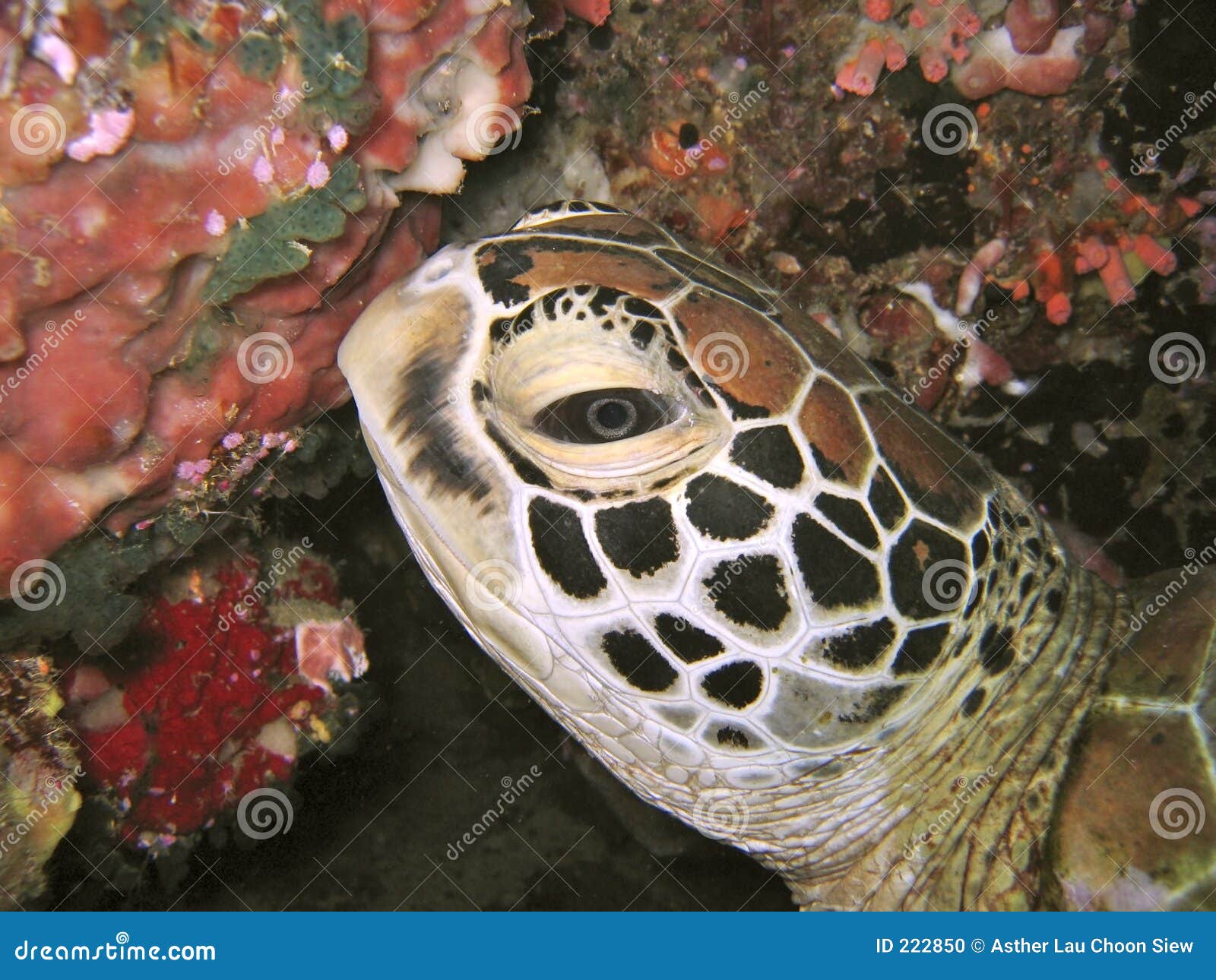 Turtle Head stock photo. Image of beak, saltwater, aquatic - 222850