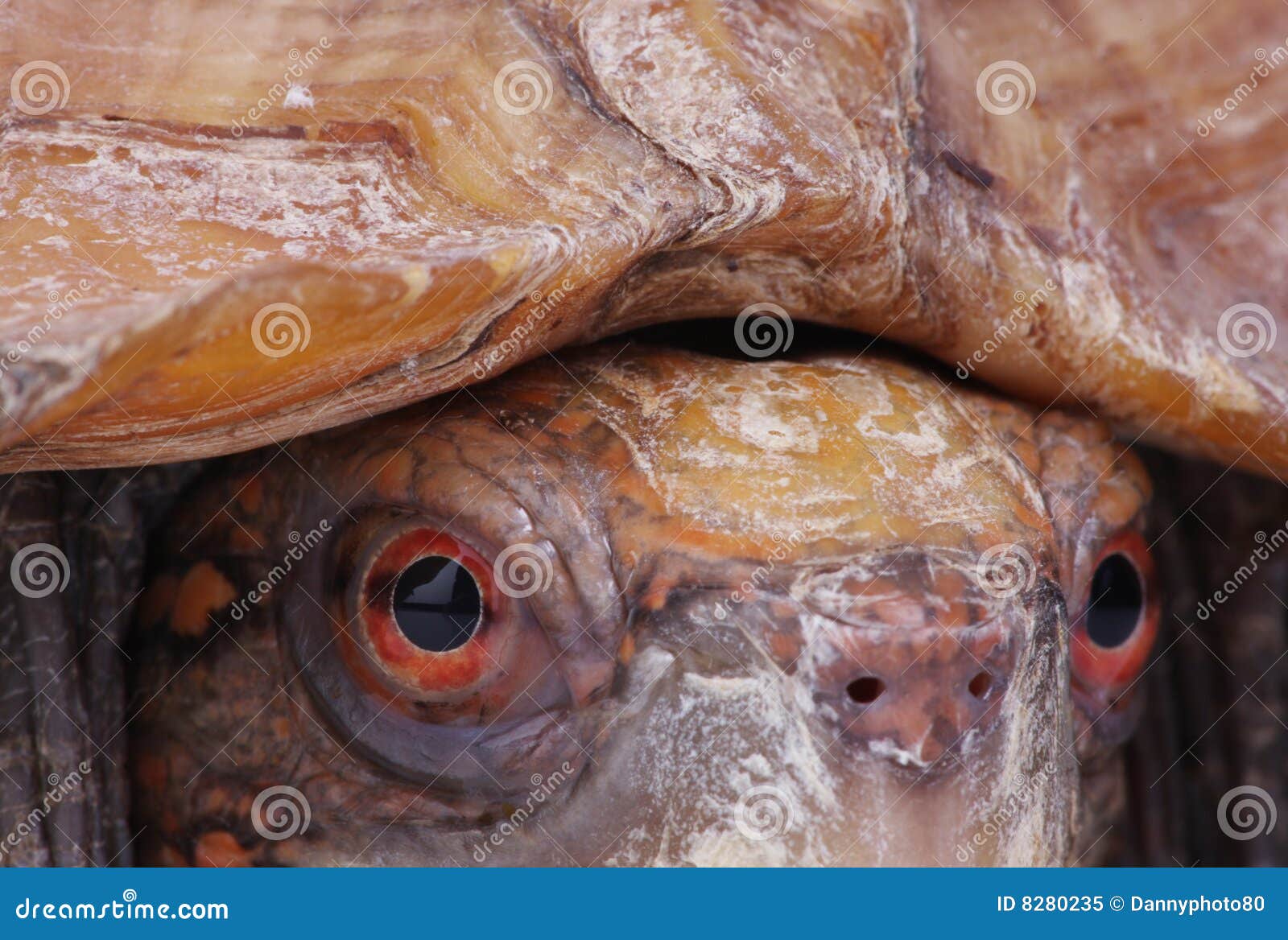 Turtle head stock image. Image of face, nature, shell - 8280235