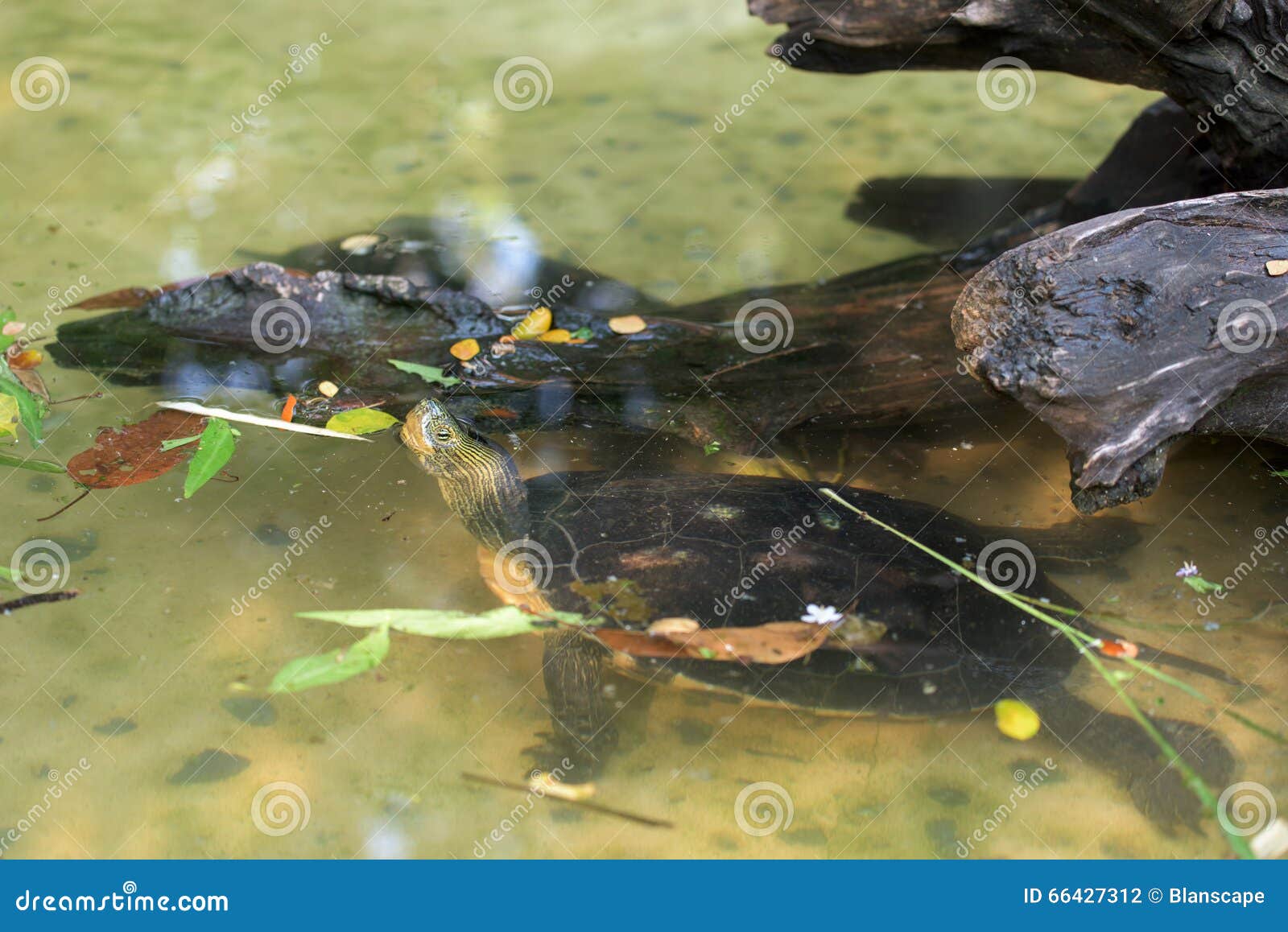 Turtle Head Above Water Surface Stock Photo - Image of nature ...