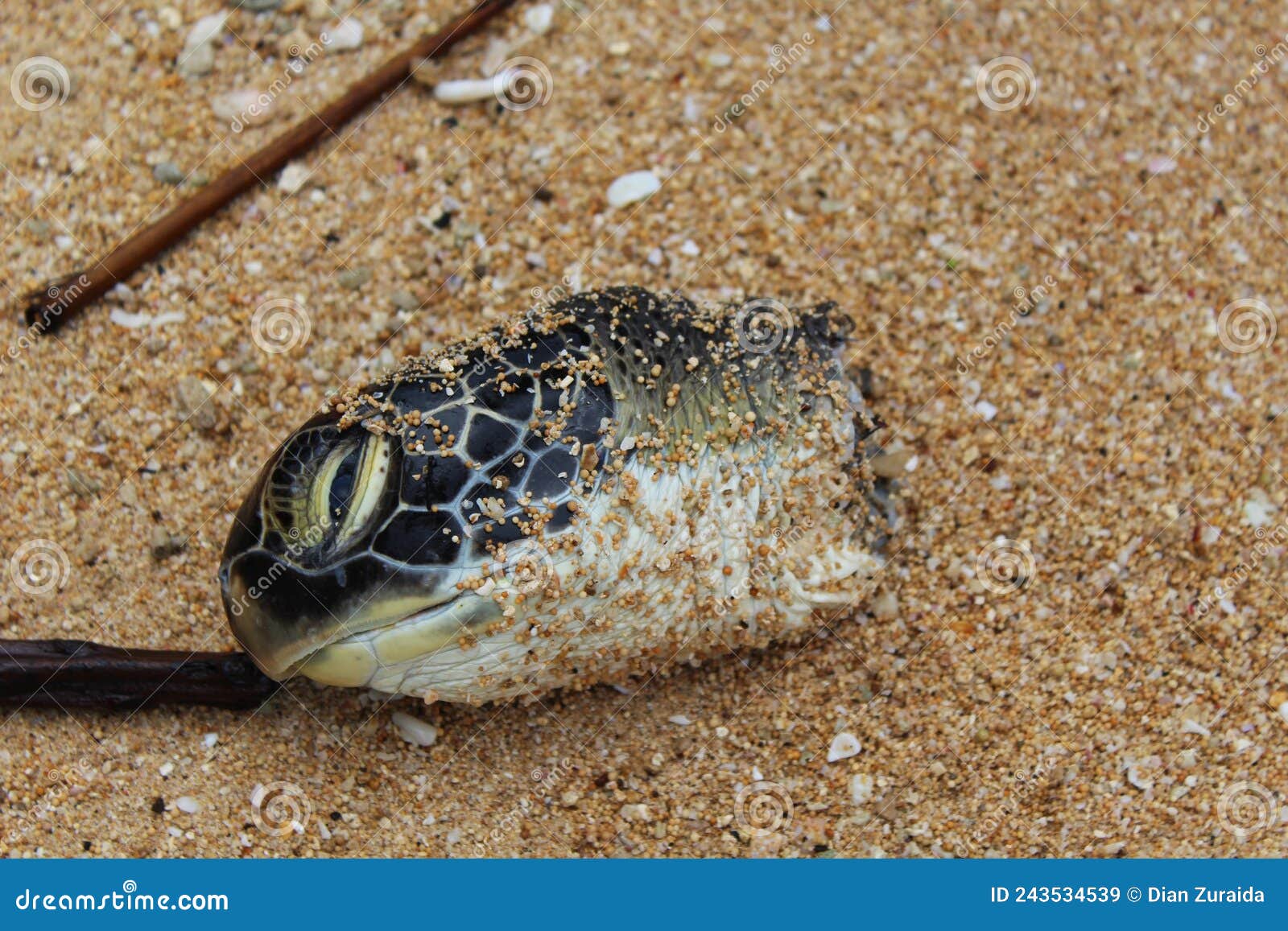 Turtle Head Being Dragged by the Waves Stock Image - Image of lizard ...