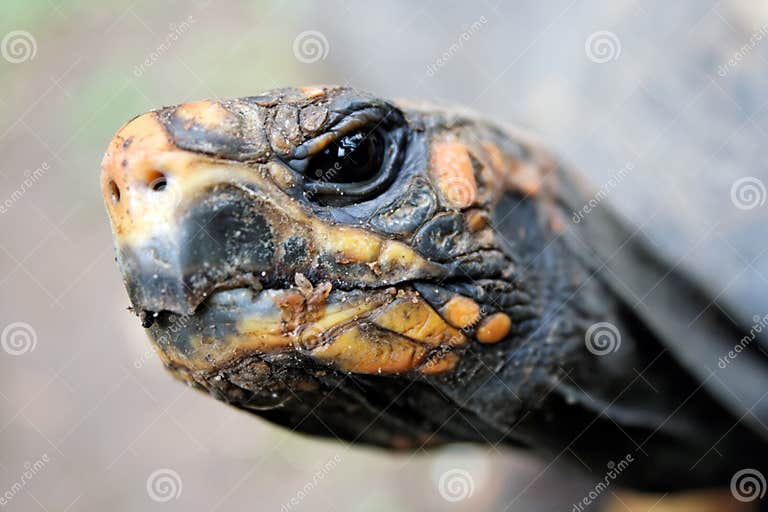 Turtle head close-up stock image. Image of reptile, head - 23540649
