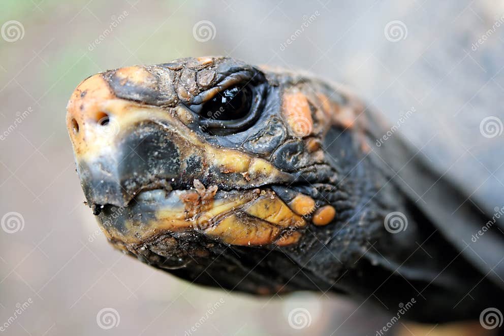 Turtle head close-up stock image. Image of reptile, head - 23540649