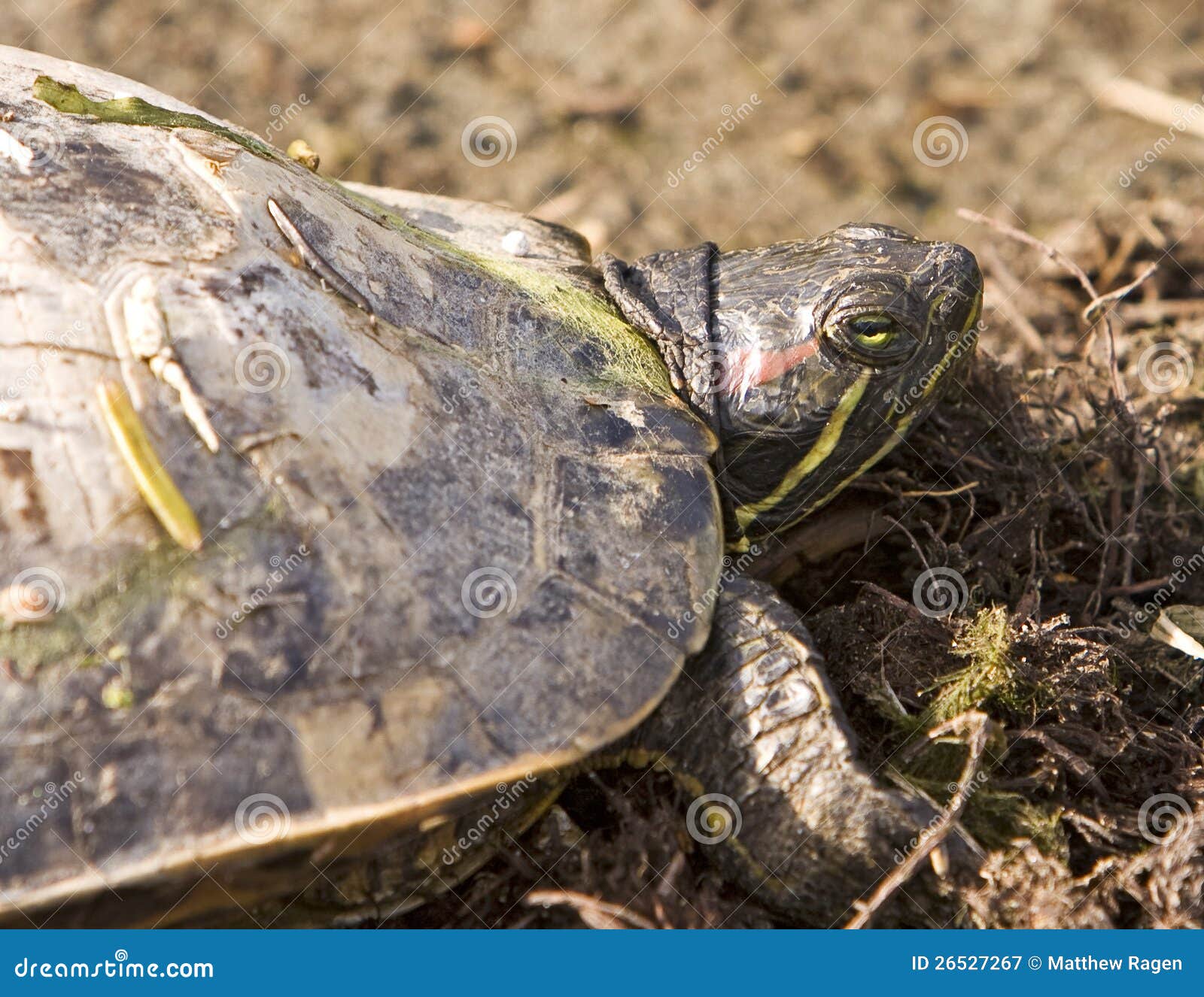 Turtle Head Close-Up stock image. Image of shell, hard - 26527267