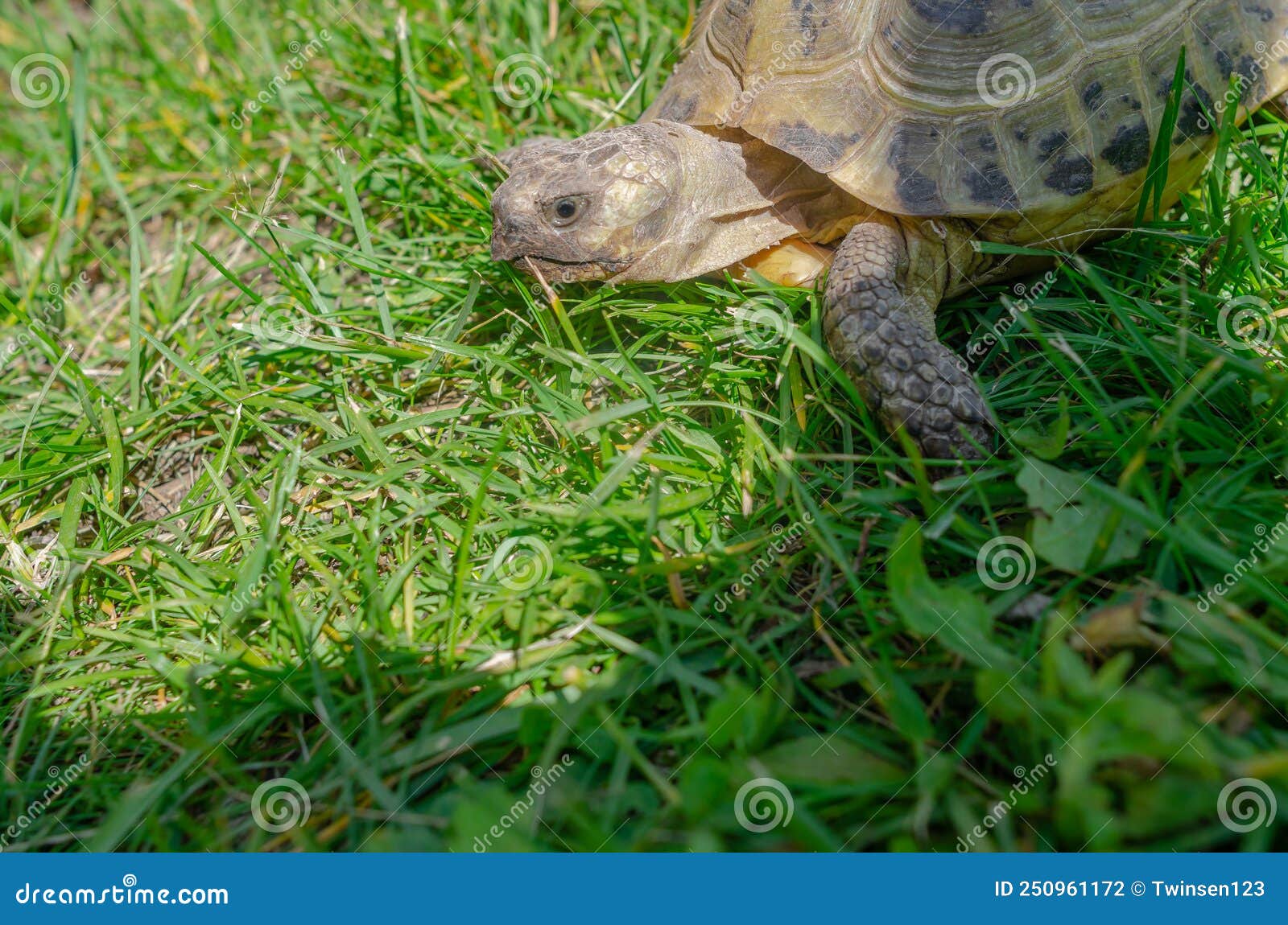 Turtle Head Close Up Sunlit Turtle In The Garden Sitting On The Green