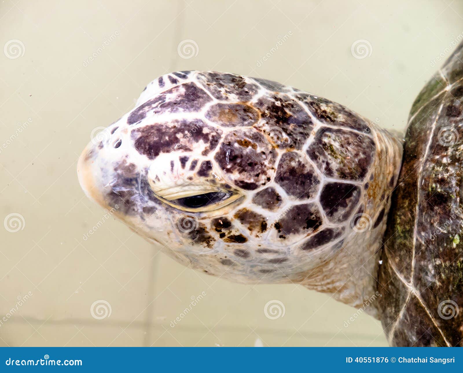 Turtle head stock photo. Image of environment, turtles - 40551876