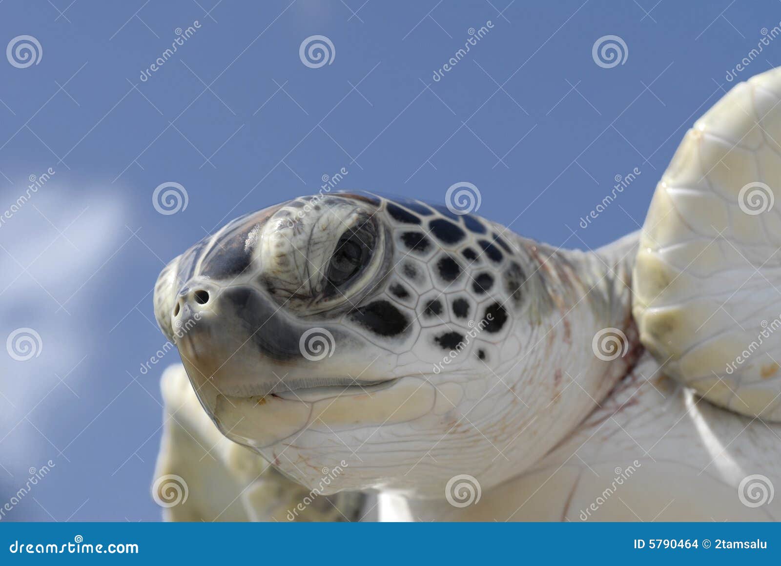Turtle head closeup stock photo. Image of tropical, tortoise - 5790464