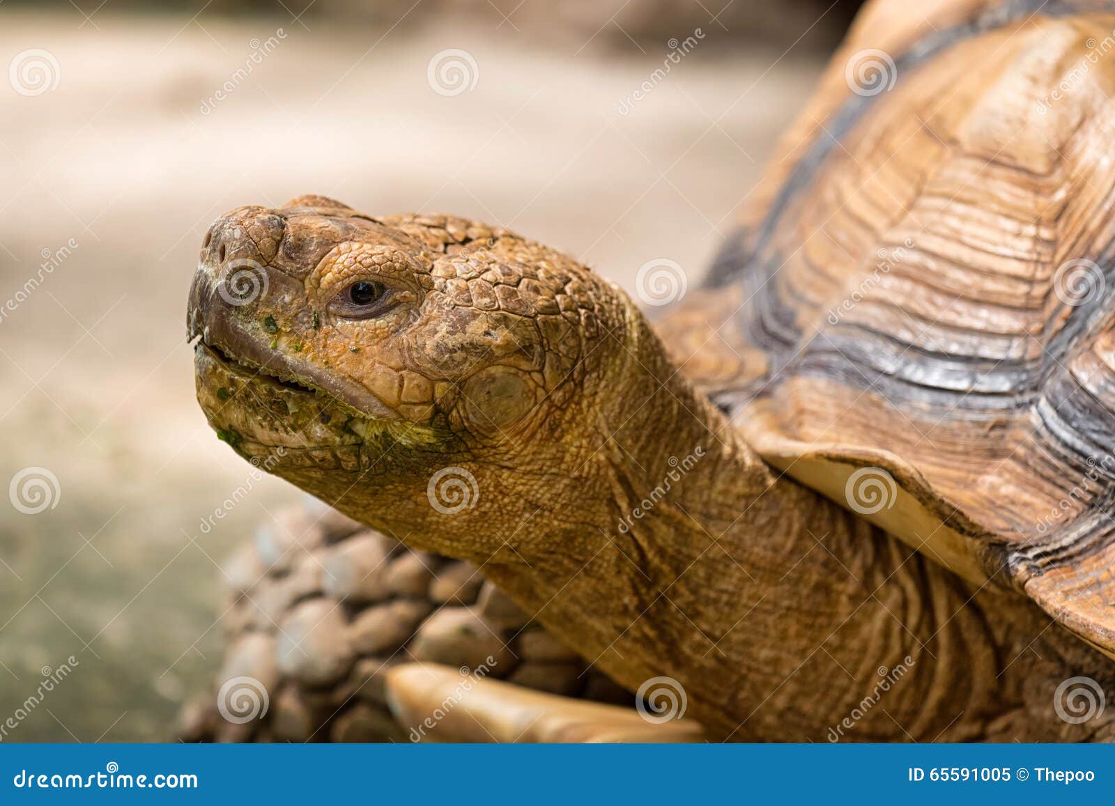 Turtle head. stock image. Image of closeup, head, giant - 65591005