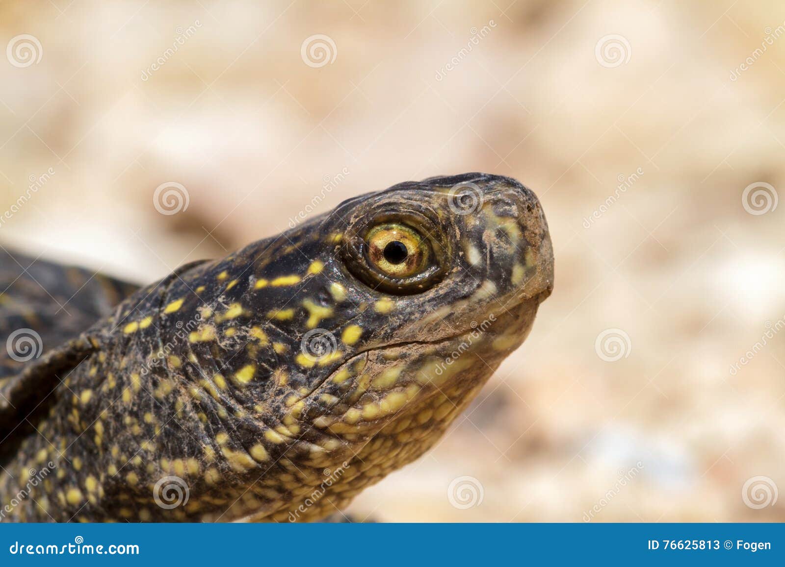 Turtle head closeup stock image. Image of walking, head - 76625813