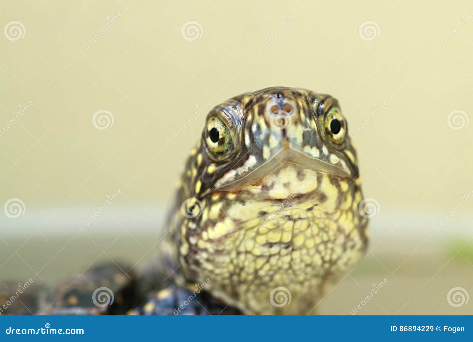 Turtle head closeup stock image. Image of conservation - 86894229
