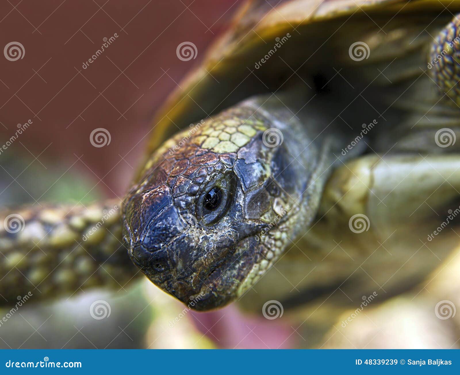Turtle head closeup stock image. Image of savage, beast - 48339239