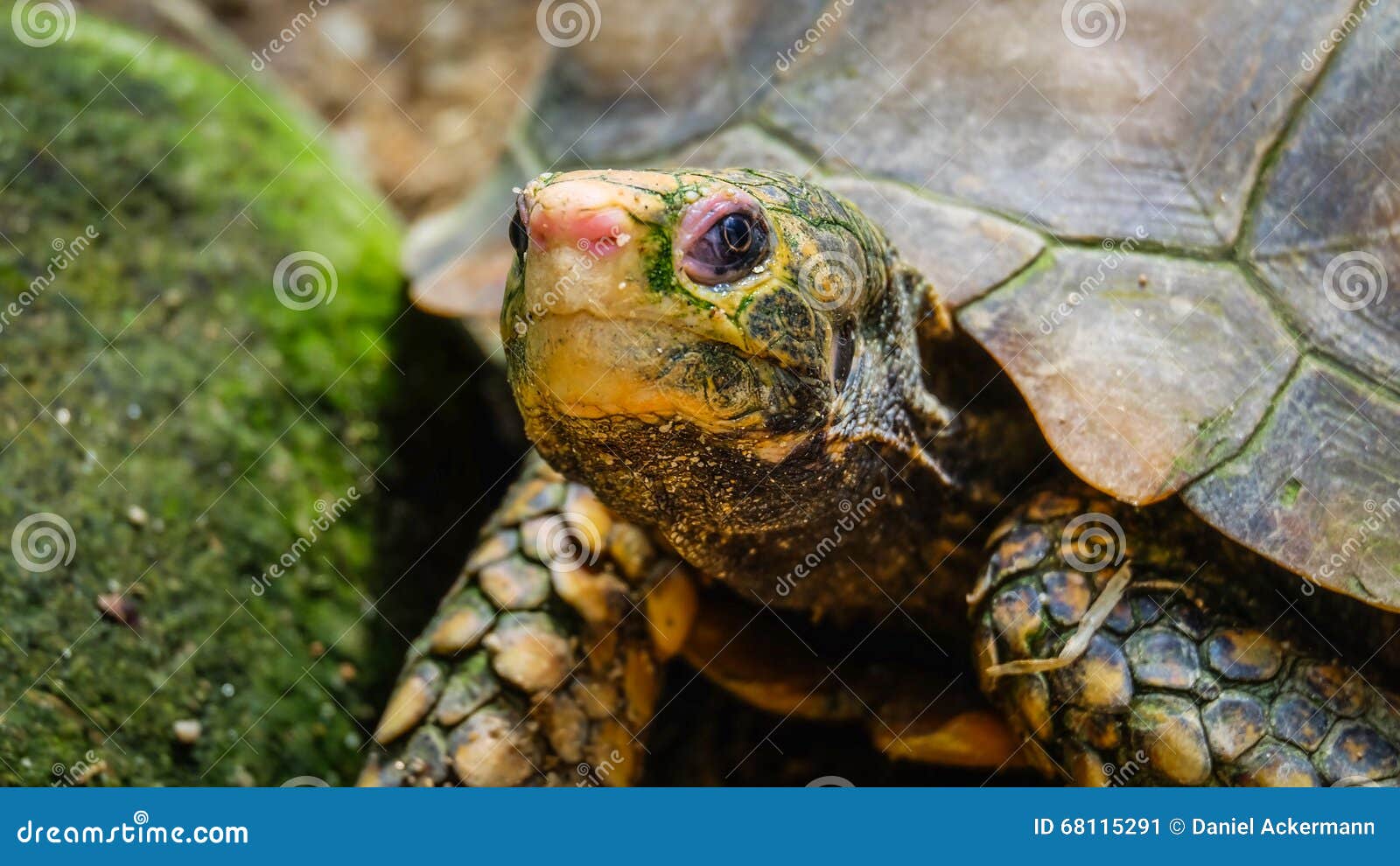 Turtle head stock image. Image of head, wildlife, turtleeye - 68115291