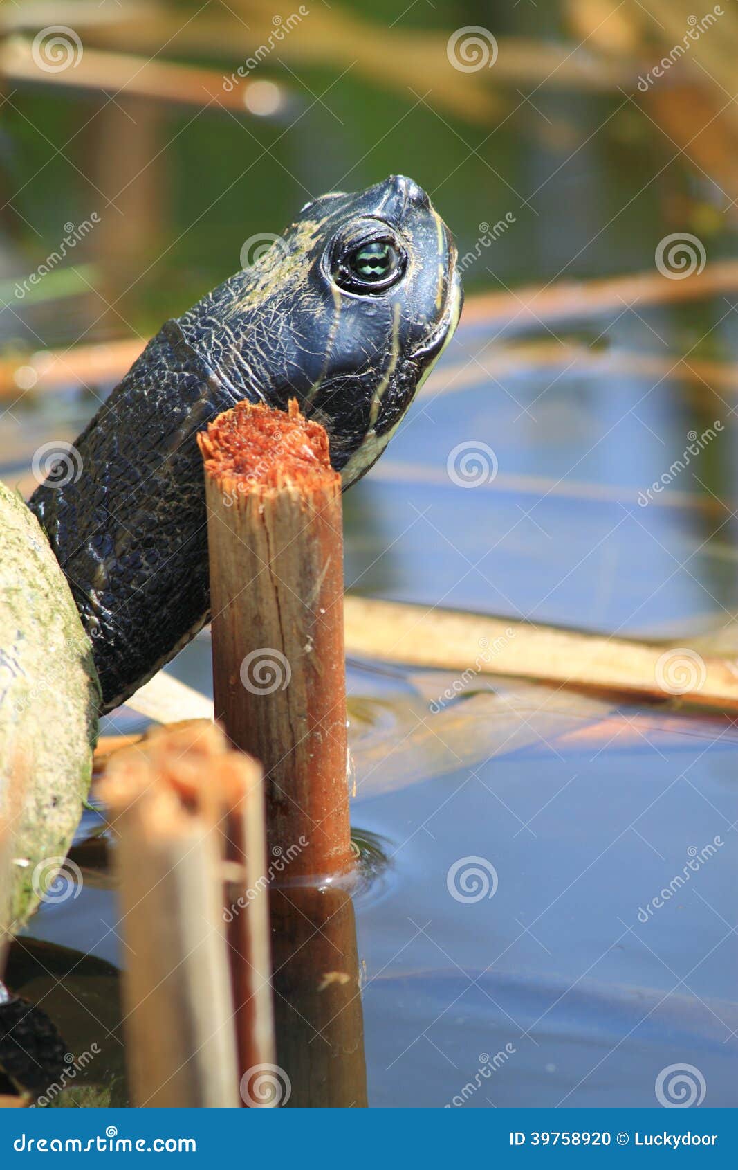 Turtle Head Royalty-Free Stock Photography | CartoonDealer.com #111893